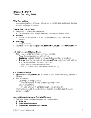 The Reproductive System Pt. III ♀ Anatomy - © 2013 Pearson Education ...
