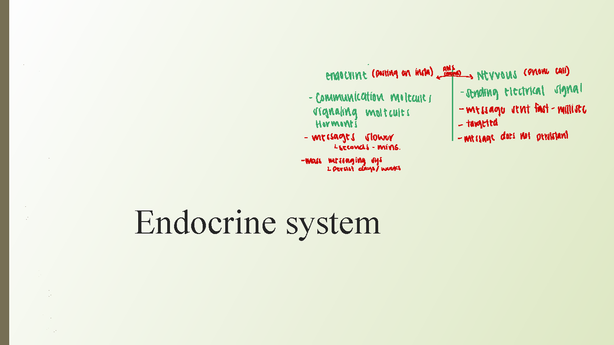 6-+AP151+Endocrine - study guide to test - Endocrine system endocrine ...