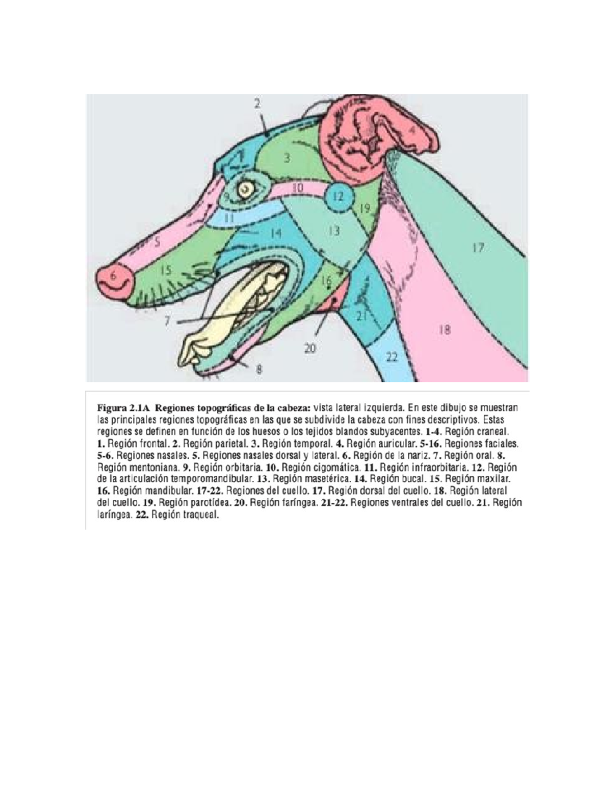 Regiones topográficas - cuerpo animal I - Studocu