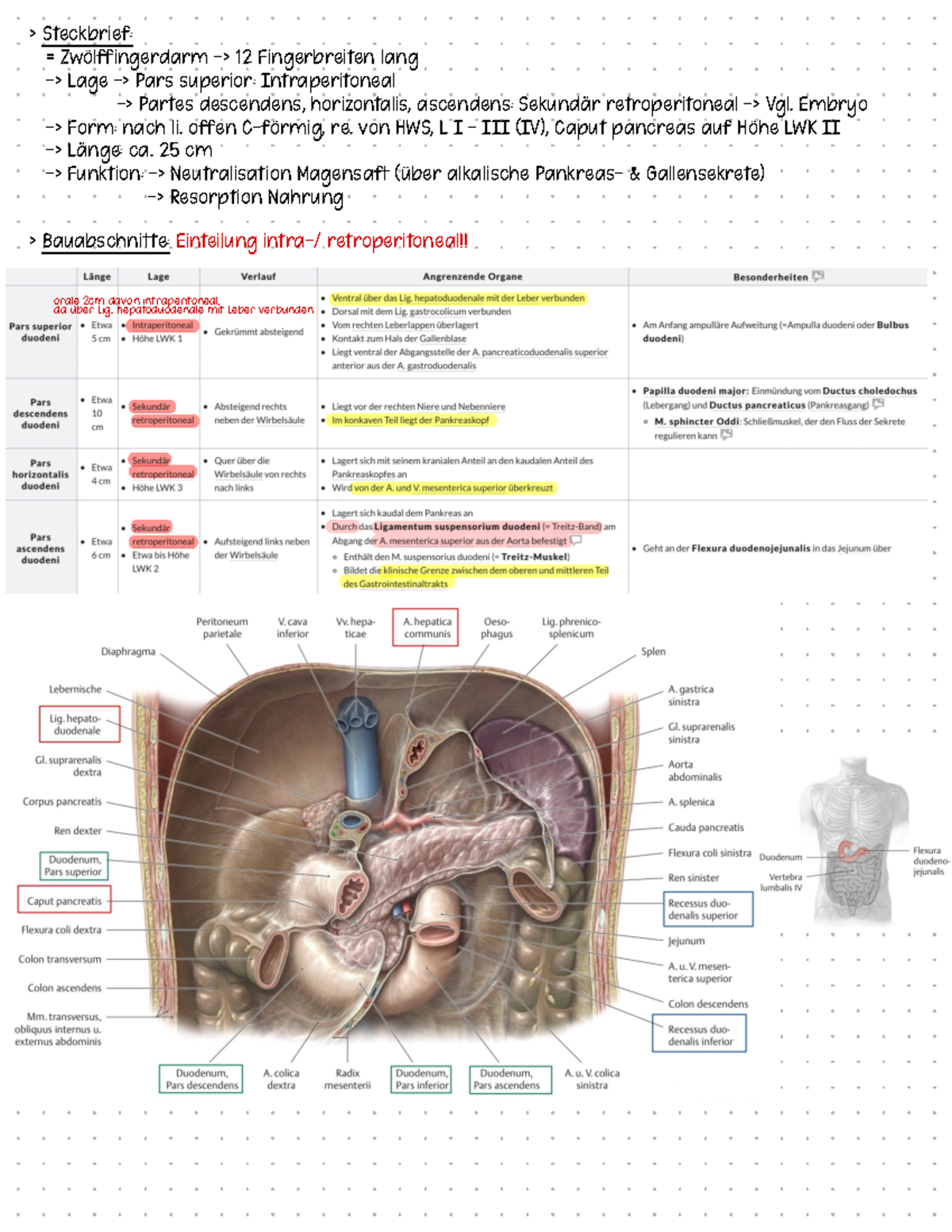 Duodenum (Dünndarm I) - Prometheus - Steckbrief: = Zwöl!ingerdarm -> 12 ...