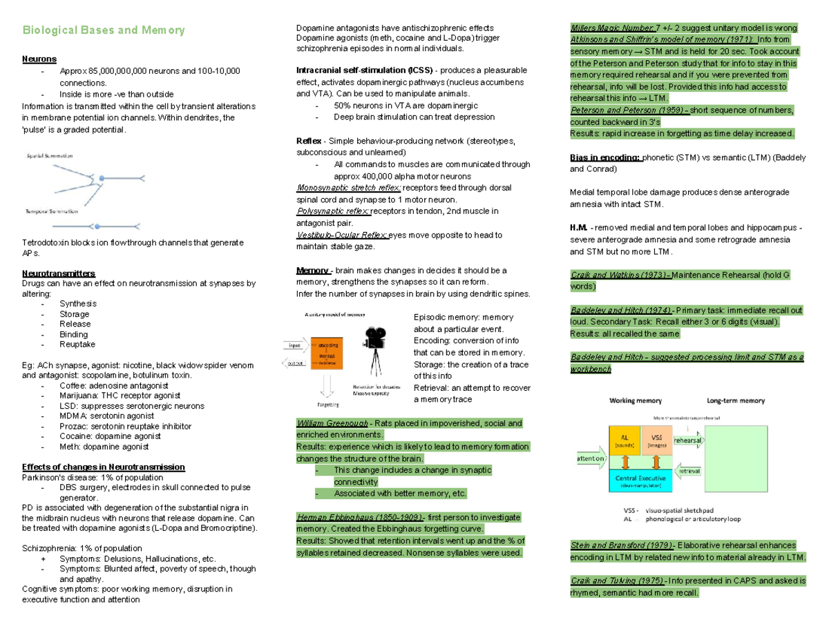 PSYC111 Module 2 Biological Bases and Memory - Biological Bases and Memory Neurons - Approx ...