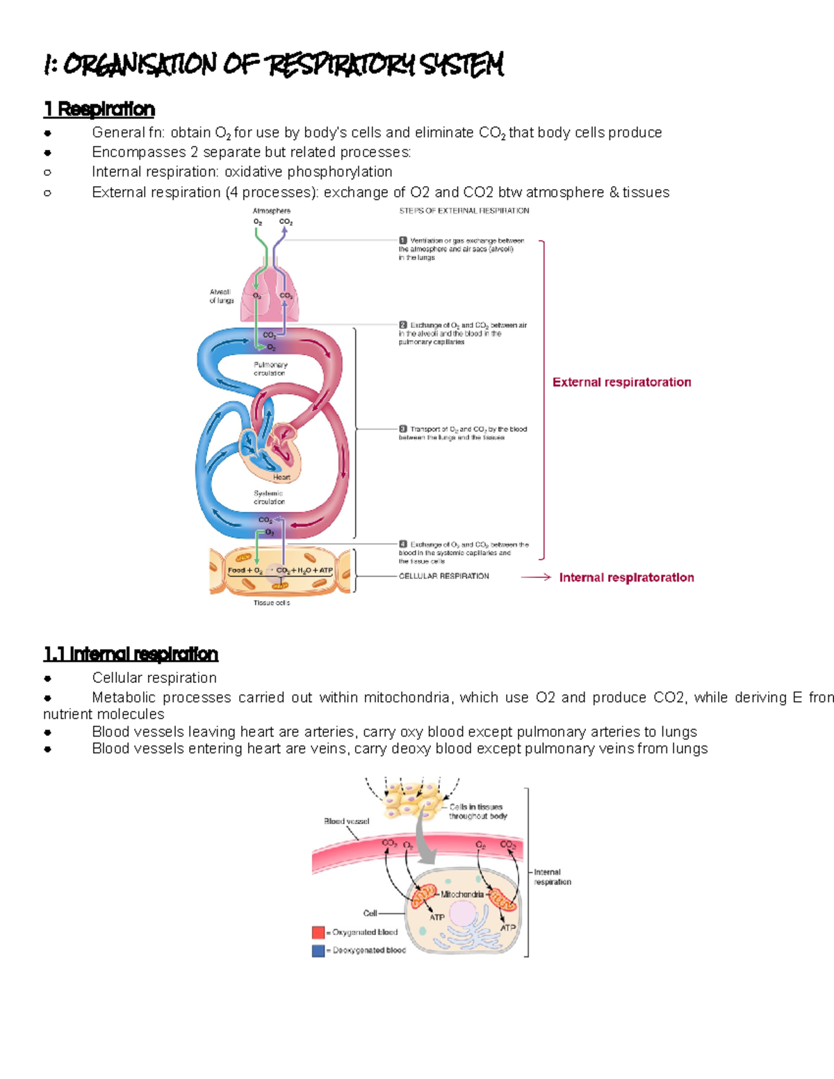 Respiration - physio - 1: ORGANISATION OF RESPIRATOR Y SYSTEM 1 Respiration General fn: obtain O ...