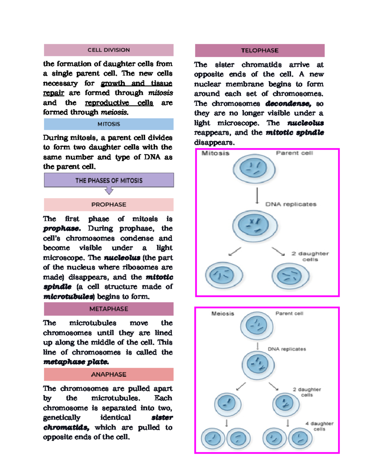 CELL Division - Nursing - the formation of daughter cells from a single ...
