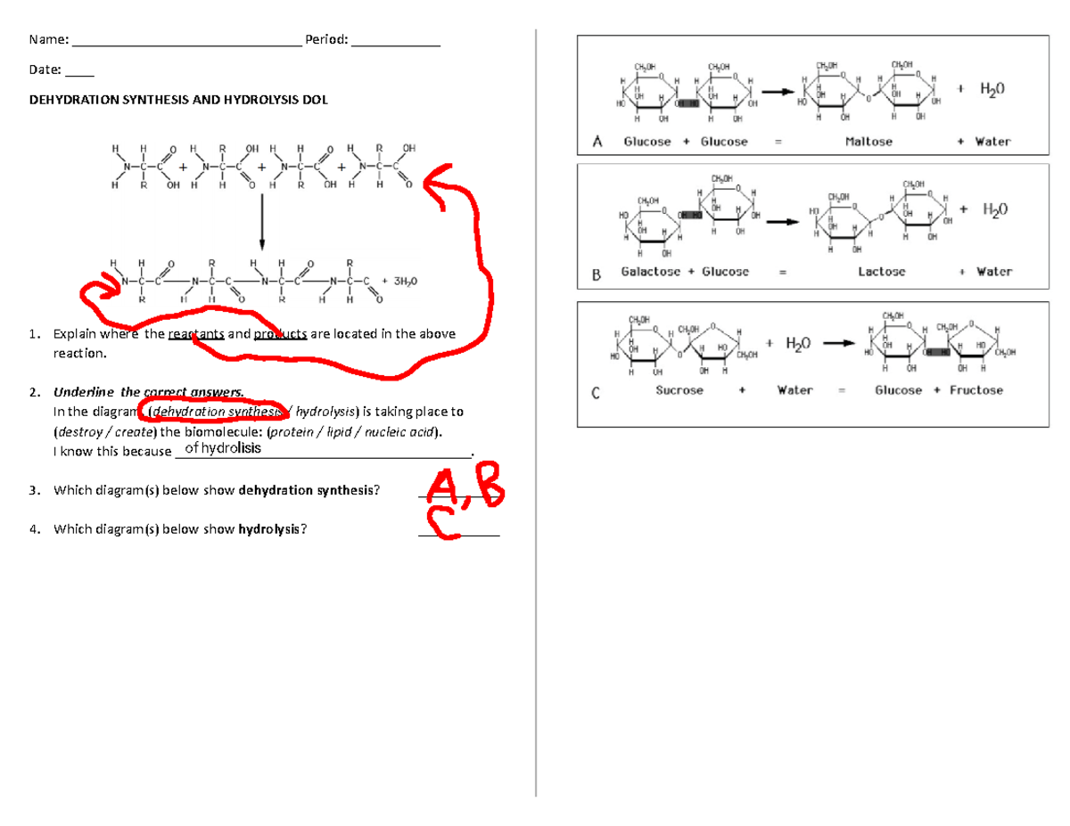 Kami Export - Erik Palen - Dehydration Synthesisand Hydrolysis Exit ...