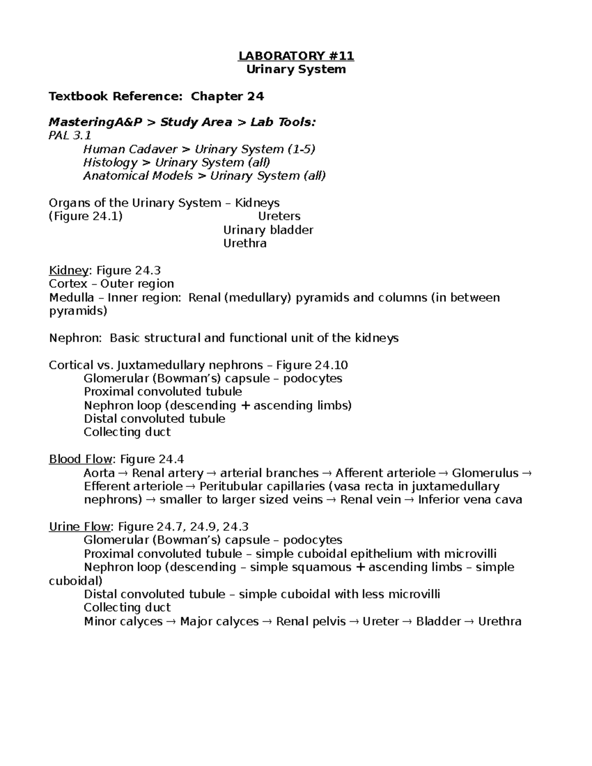 BIOL 125 LAB #11 Urinary System - LABORATORY Urinary System Textbook Reference: Chapter 24 - Studocu