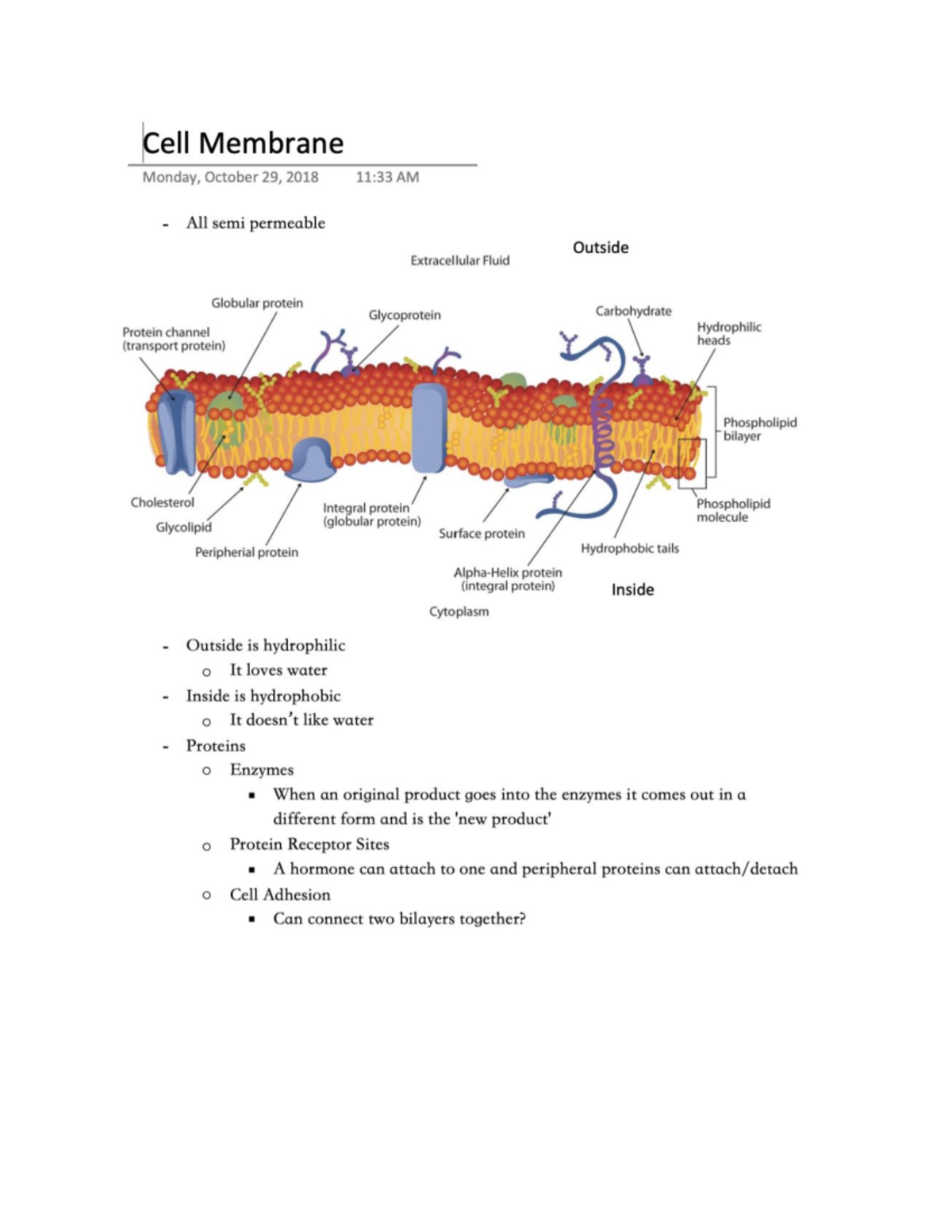 Cell Membrane - In person complete class notes. Fall 2018 - Mallory ...