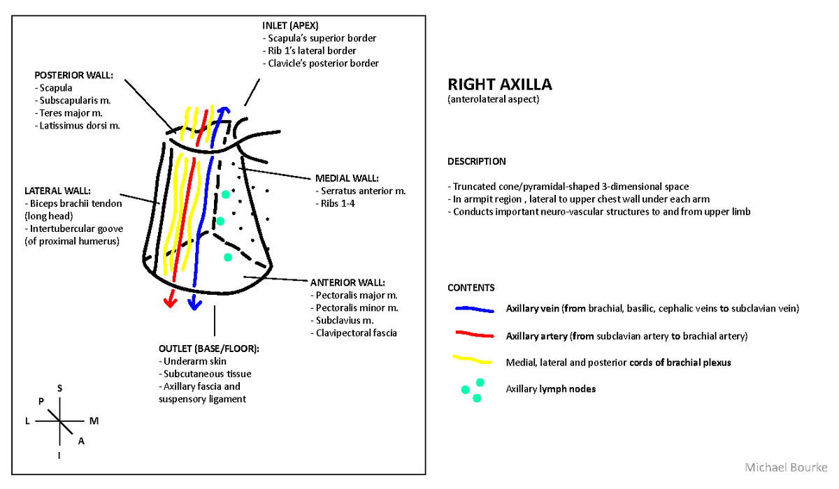 Axilla topography schematic - LATERAL WALL: Biceps brachii tendon (long ...