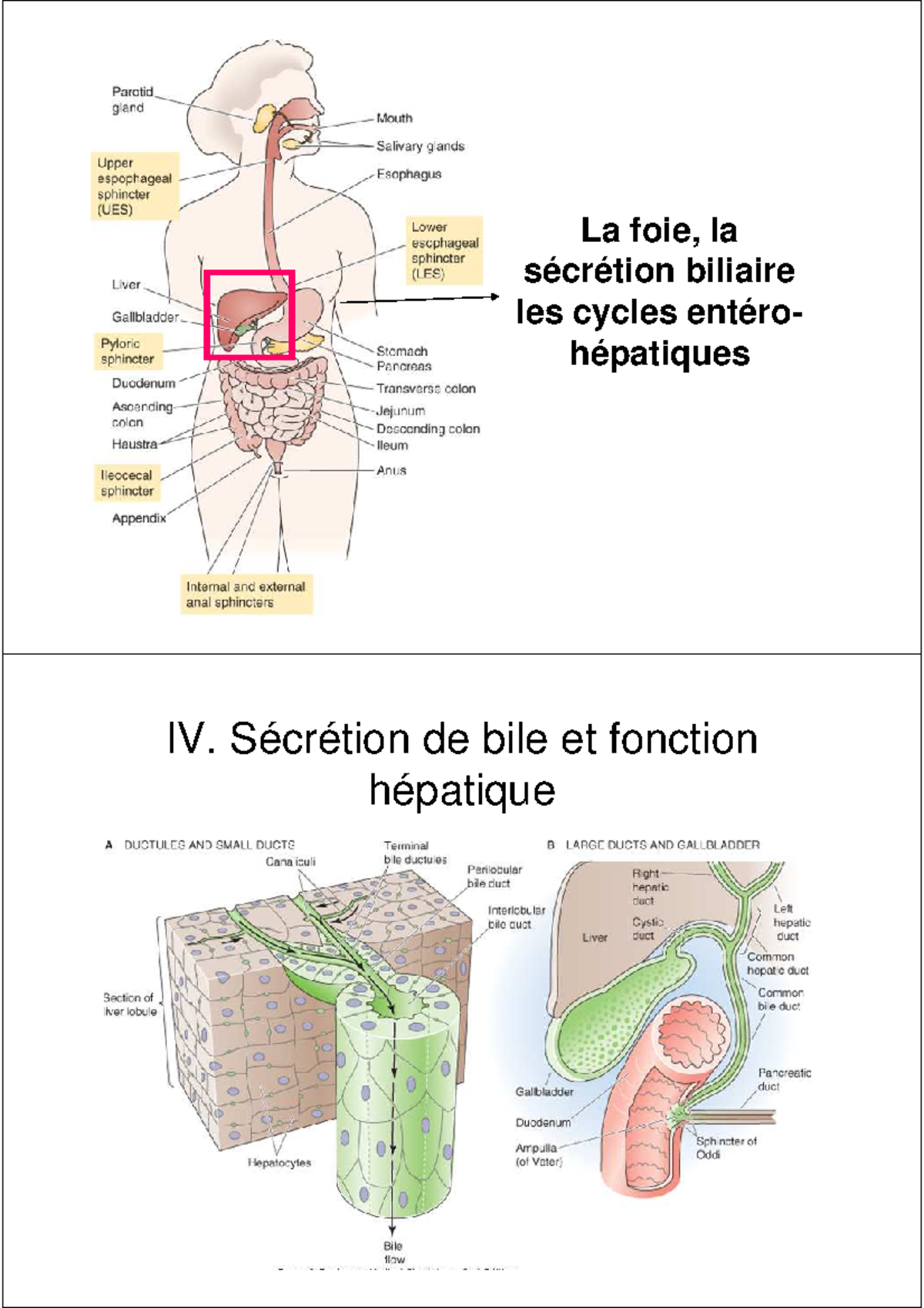 Notes de cours, cours 7 - physiologie du système digestif - foie et ...