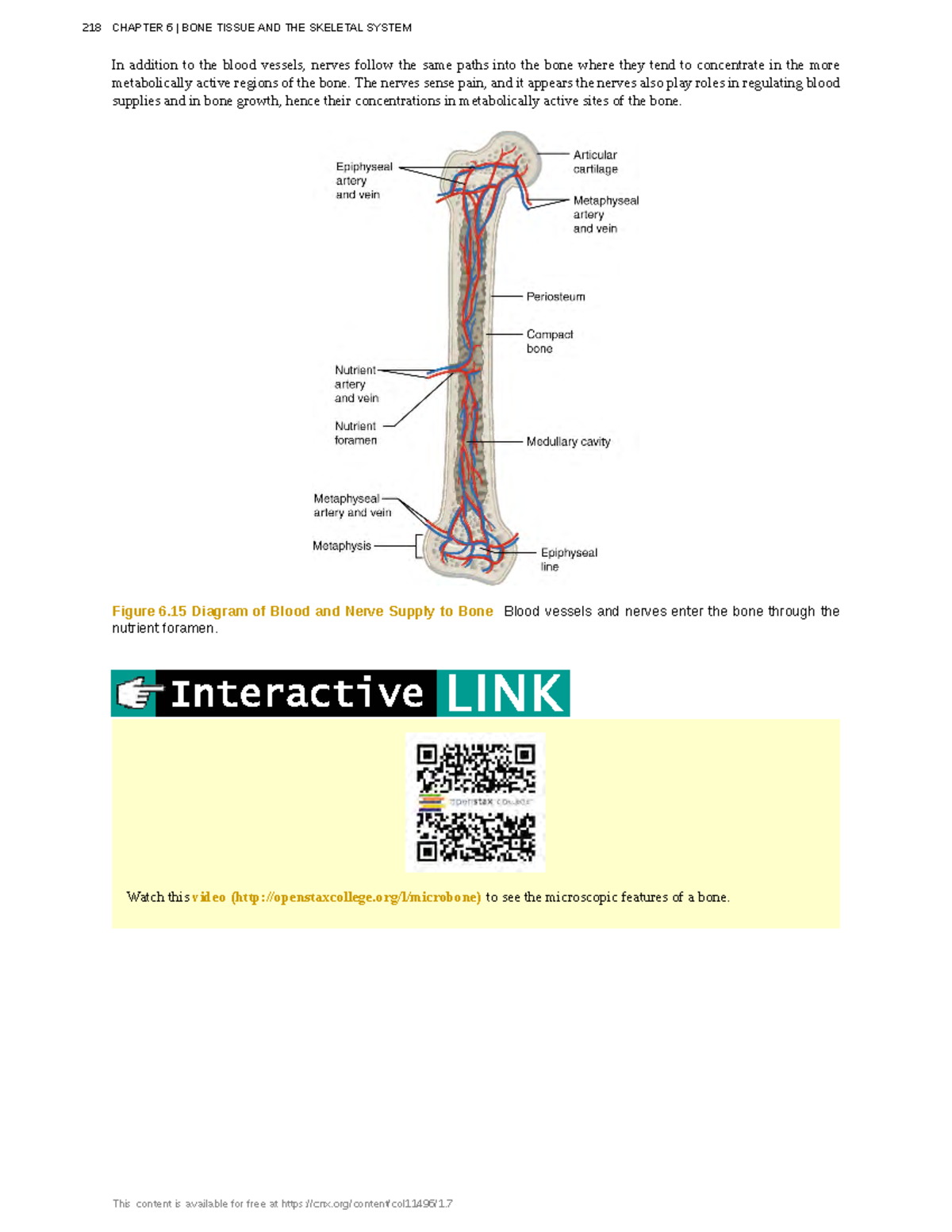 Anatomy-physiology-76 - In addition to the blood vessels, nerves follow ...
