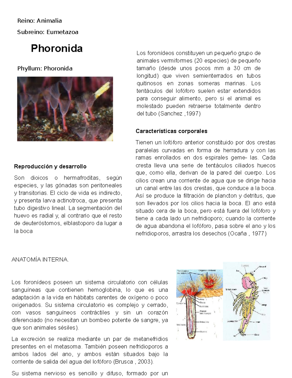 phyllum phoronida , brachiopoda, bryozoa - Reino: Animalia Subreino ...