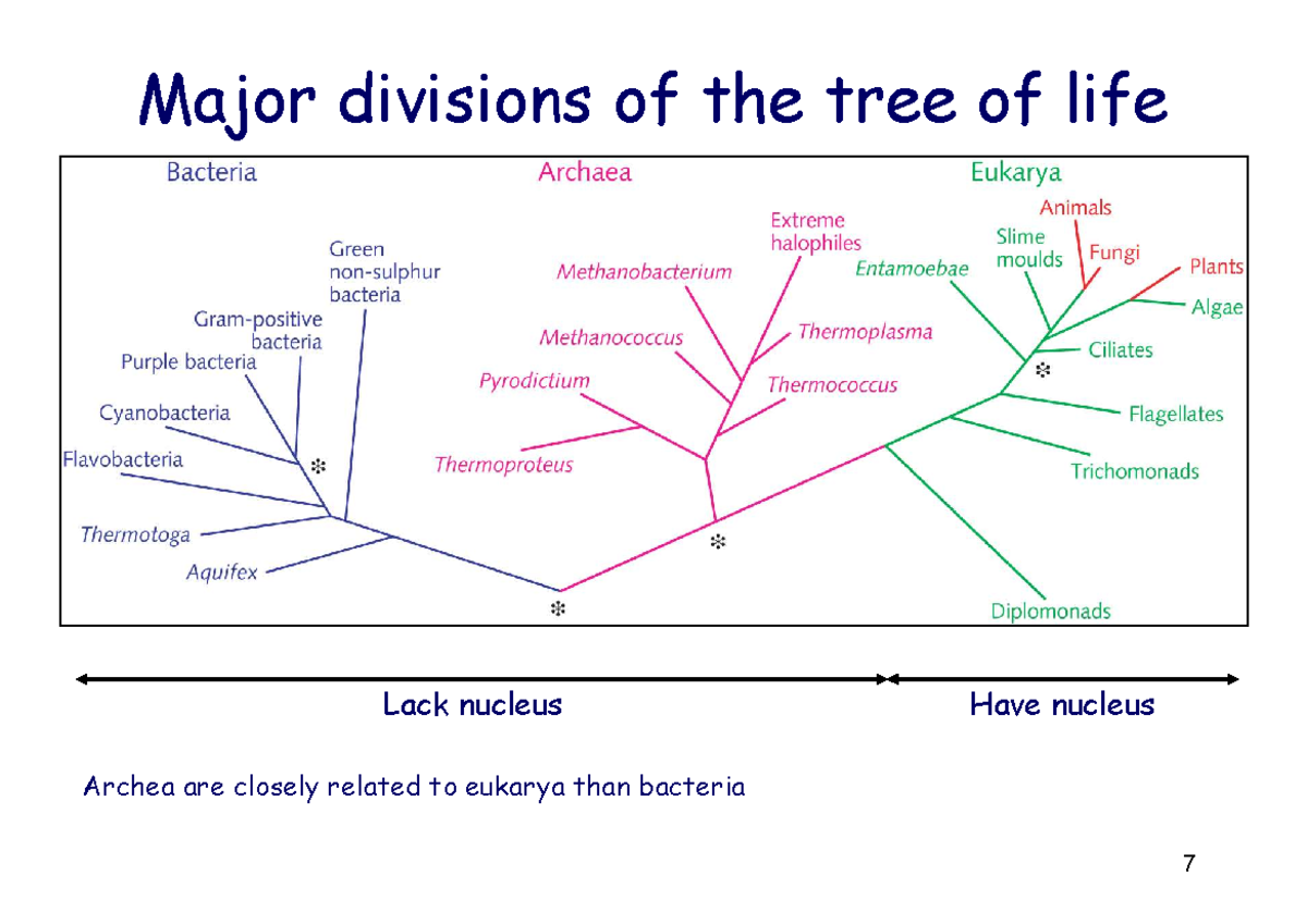 GENE3713 2024 - Ch07 - Lecture 02 - 7 Major divisions of the tree of ...