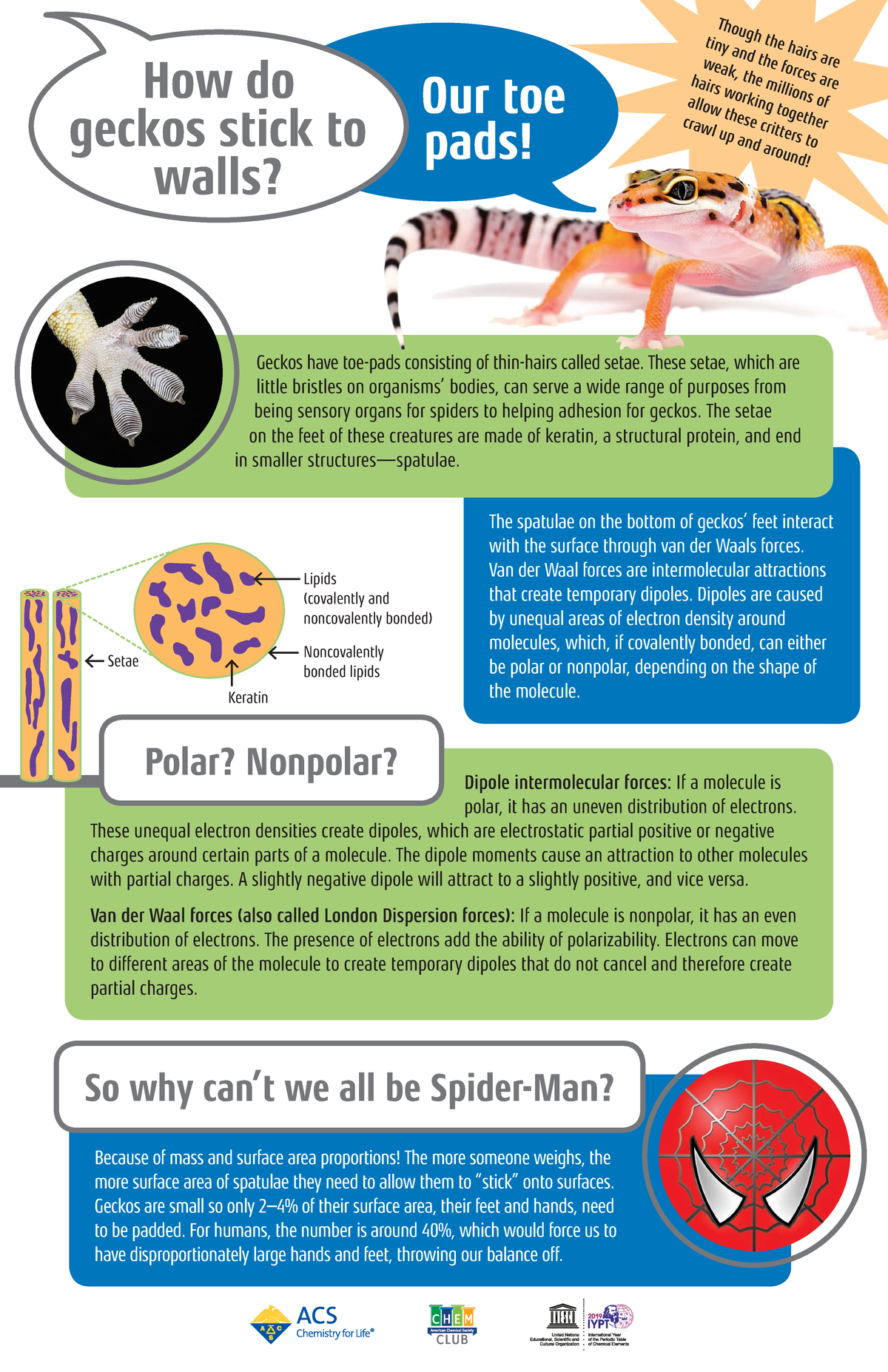 Geckos-infographic - Information on Geckos and why their feet stick to ...