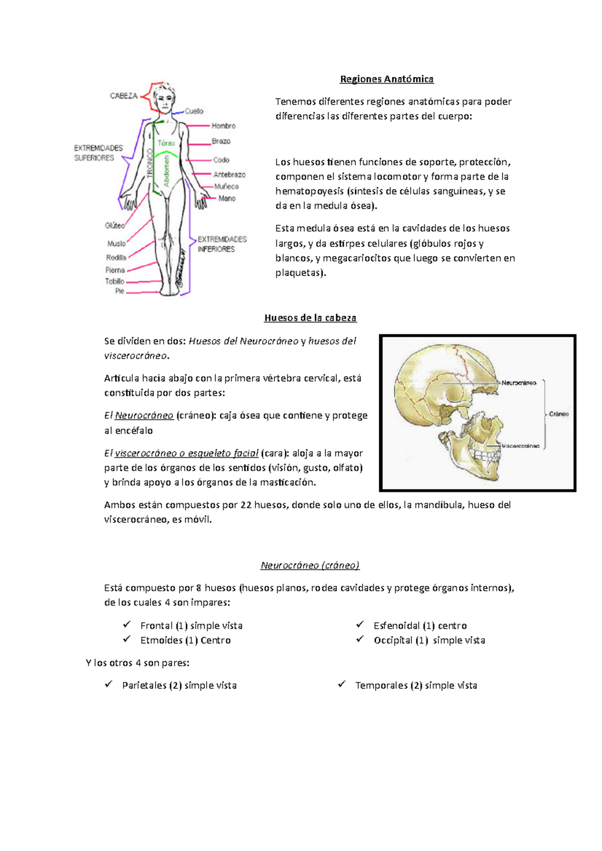 6 Biologia Esqueleto humano - Regiones Anatómica Tenemos diferentes ...