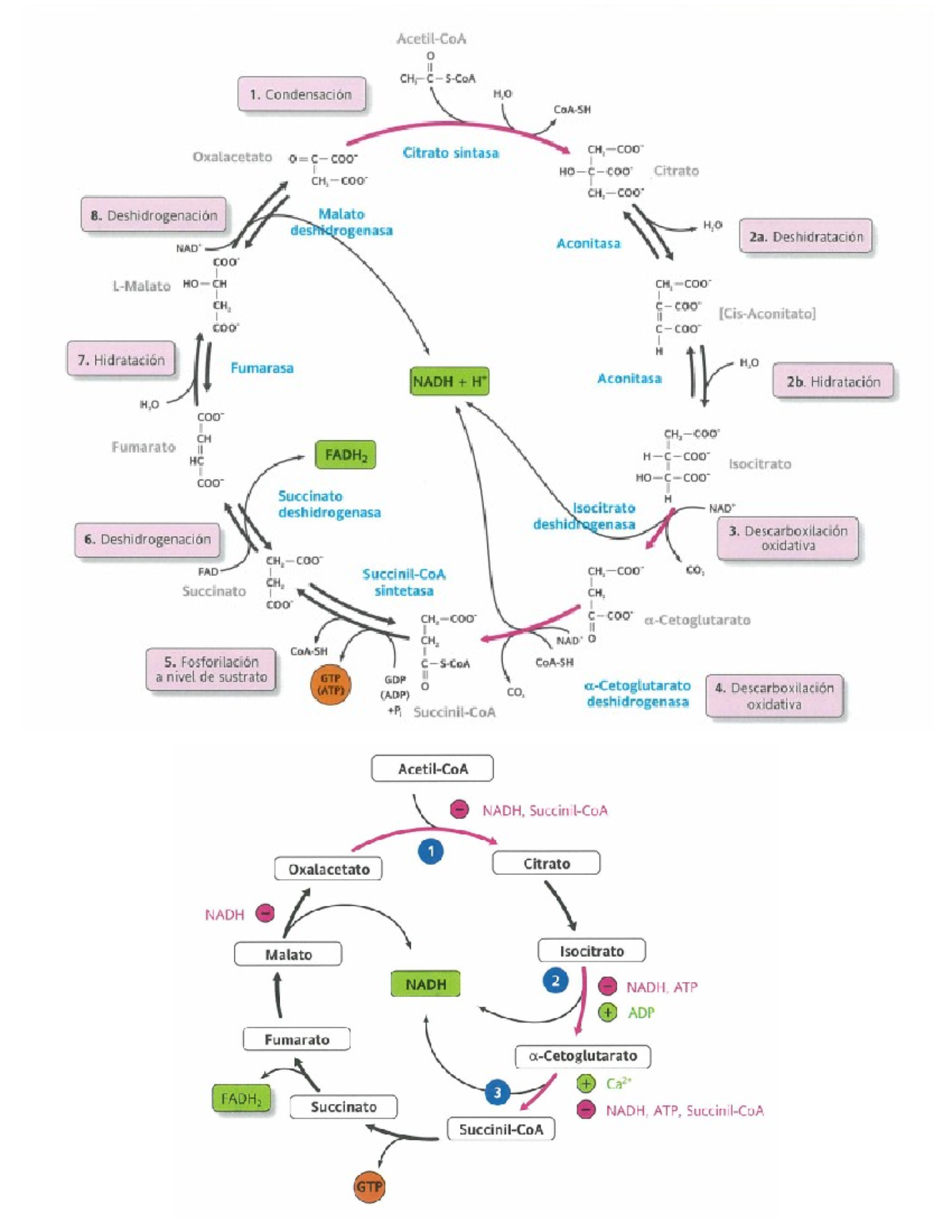 Ciclo de krebs - Qué les sea de ayuda - Enfermería Quirurgica. - Studocu