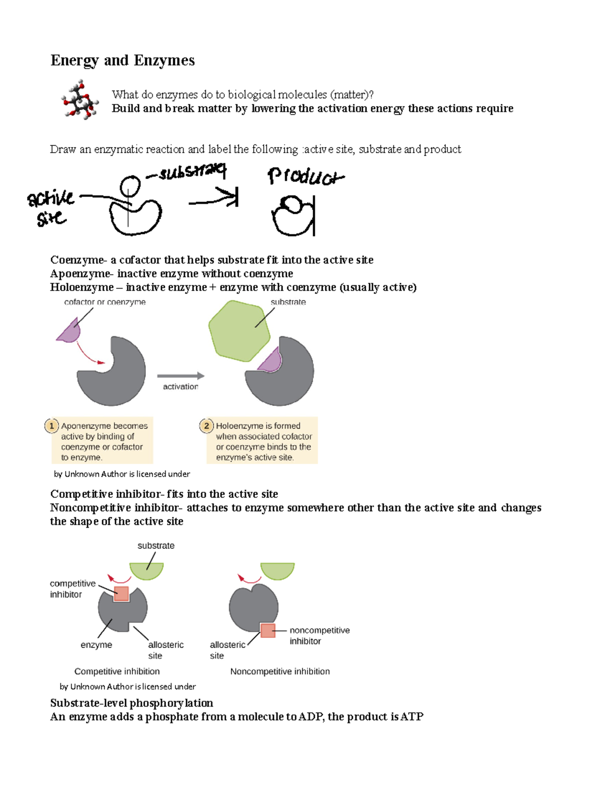Lesson 6 Class Outline Energy Enzymes Cellular Respiration - by Unknown ...