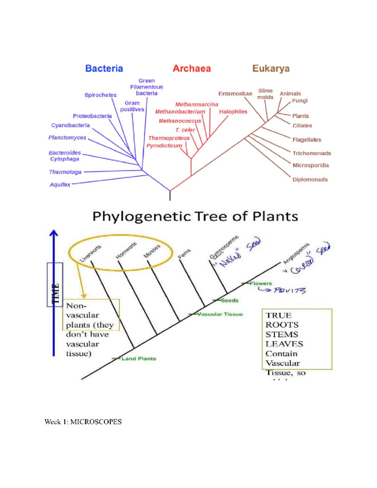 Copy of Biodiversity Lab Sec48 Study Guide - BSC 1011L - Studocu