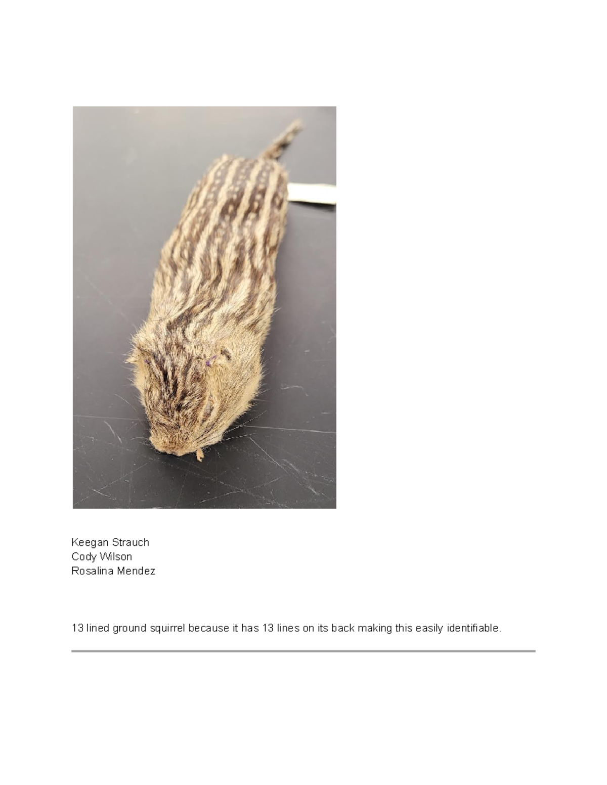 Muskrat - 1111 - Keegan Strauch Cody Wilson Rosalina Mendez 13 lined ...