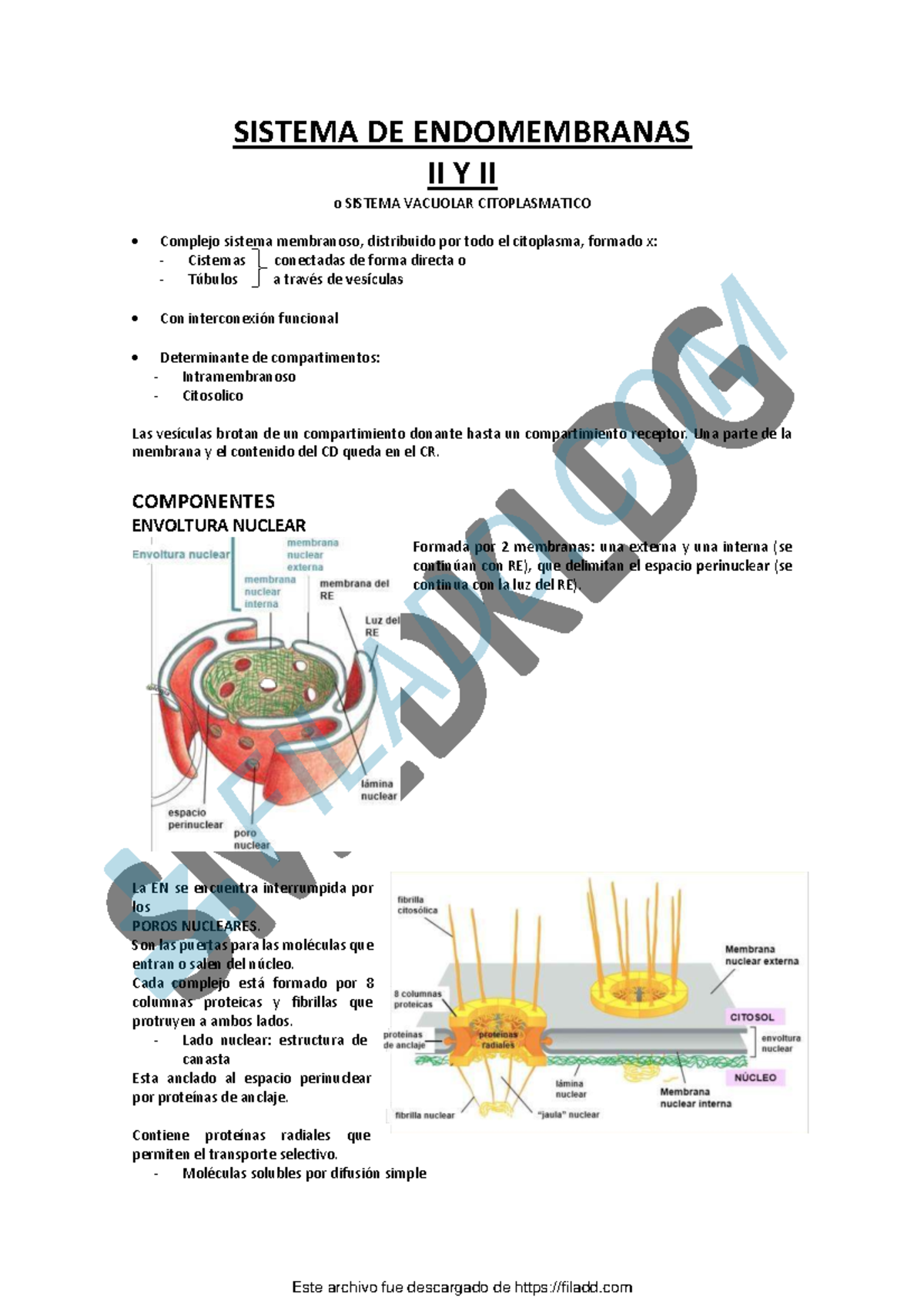 Sistema DE Endomembranas - SISTEMA DE ENDOMEMBRANAS II Y II o SISTEMA ...