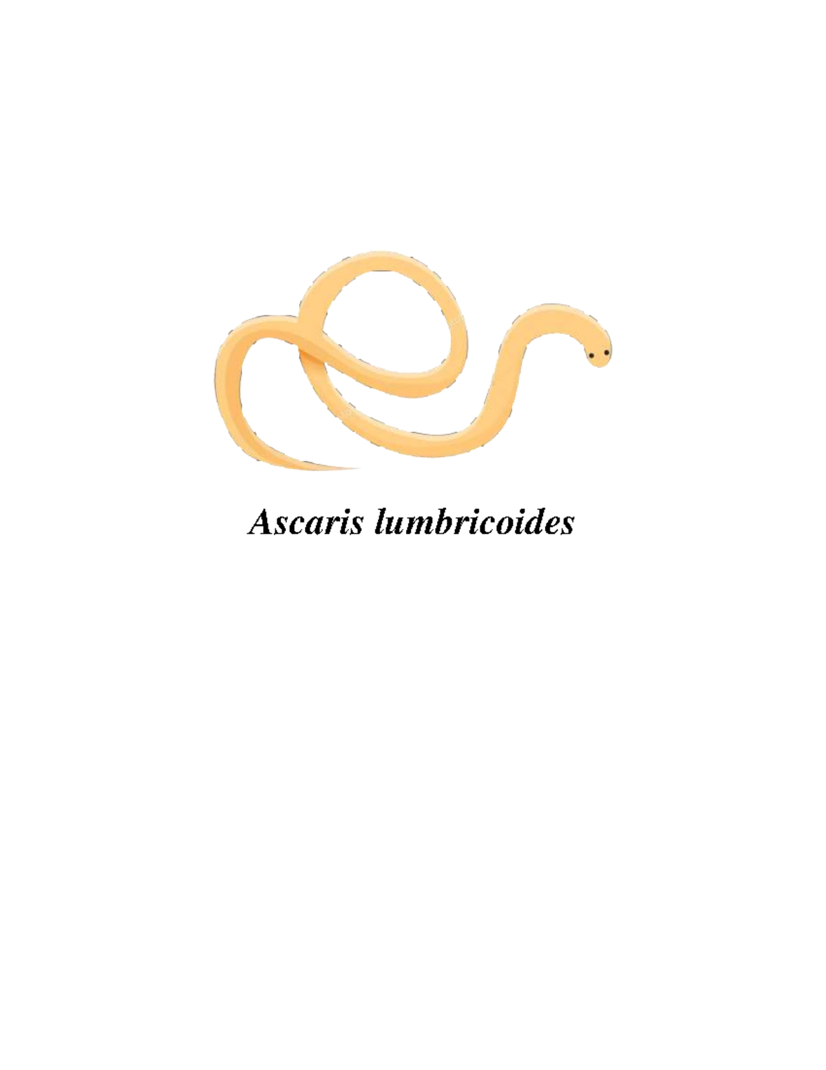Ascaris Lumbricoides - Ascaris lumbricoides Breve historia: Ascaris fue reconocido desde el ...