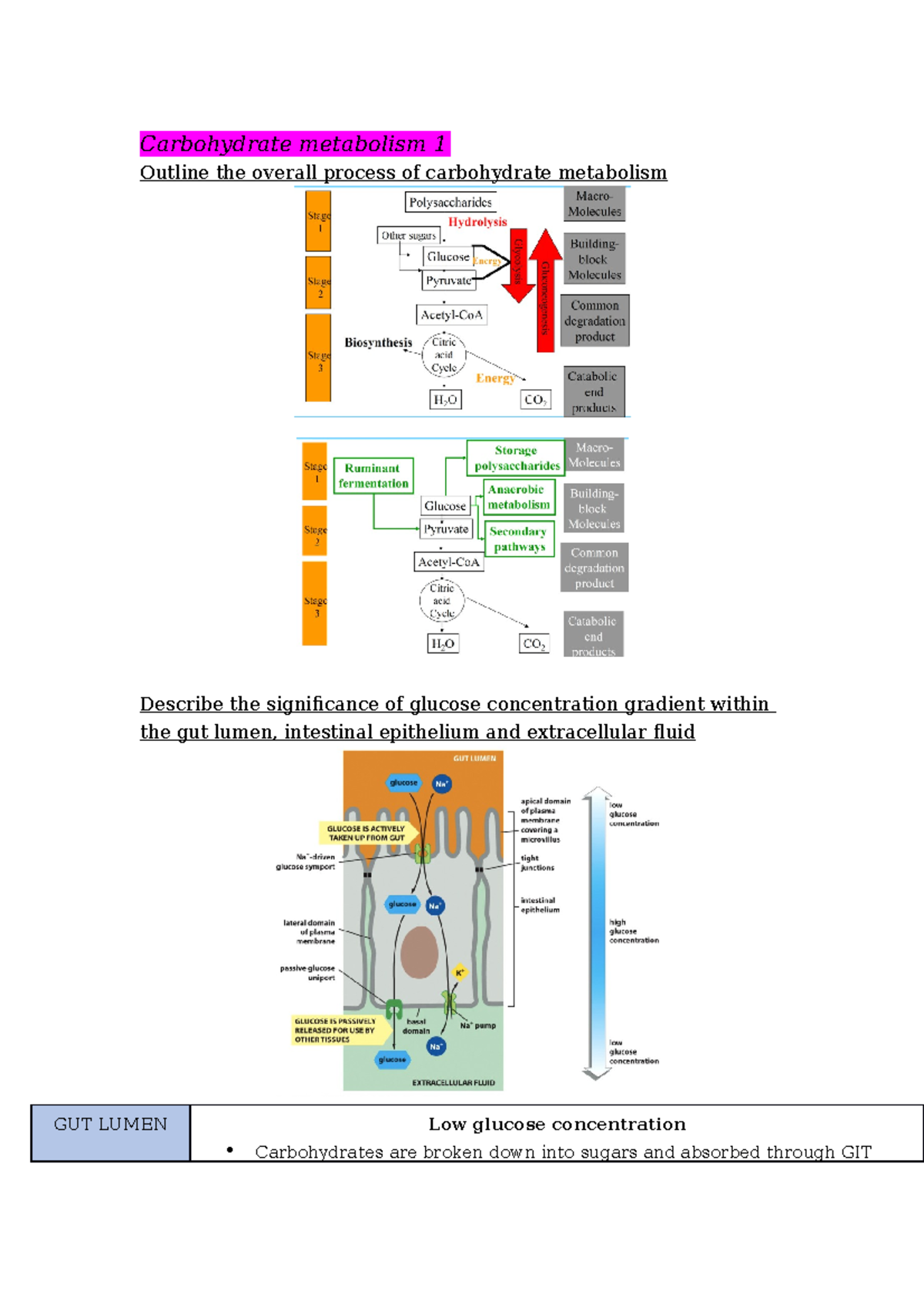 Carbohydrate metabolism 1 - Studocu