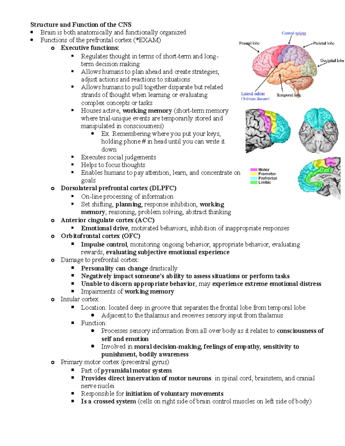 Neuropsych Exam 1 Mini study guide - Structure and Function of the CNS ...