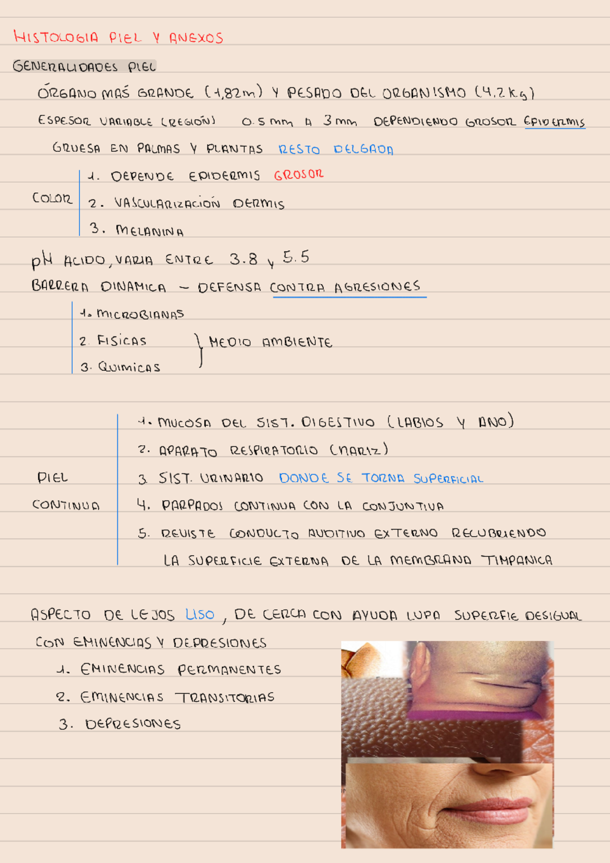 Histología PIEL Y Anexos - HISTOLOGIA PIEL Y ANEXOS GENERALIDADES PIEL ...