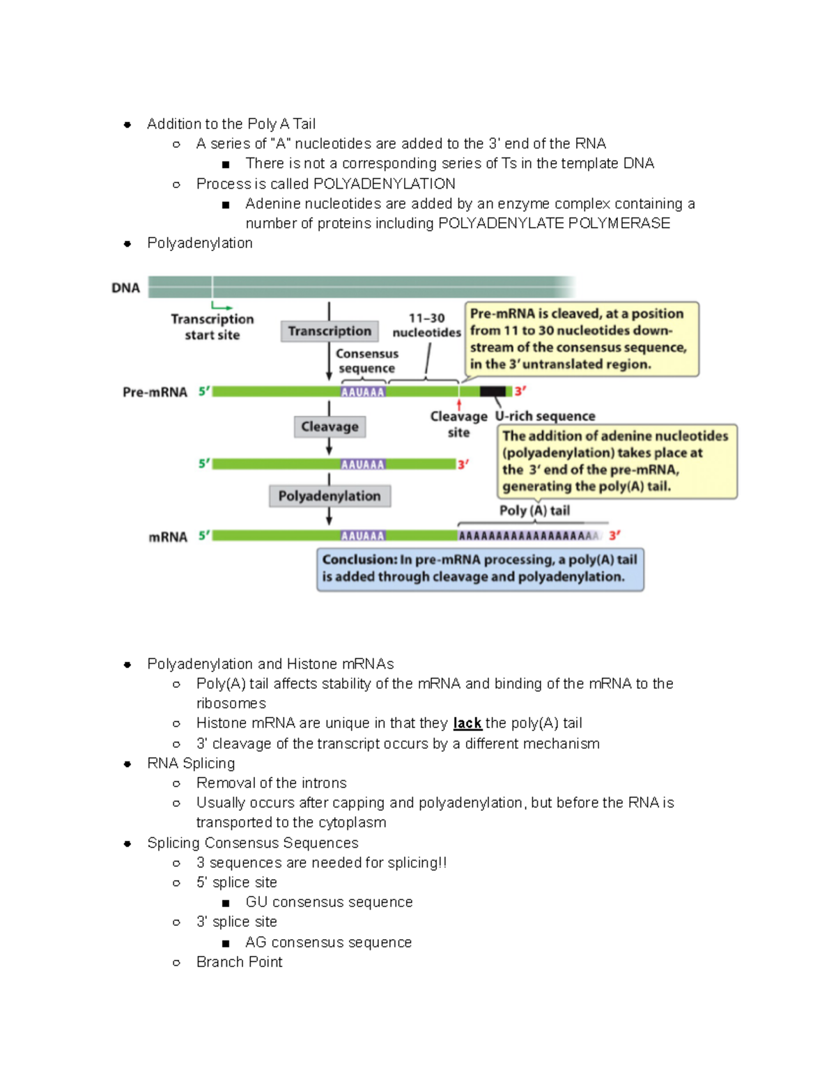 Genetics Chapter 14 Notes Part 4 - Addition to the Poly A Tail A series of