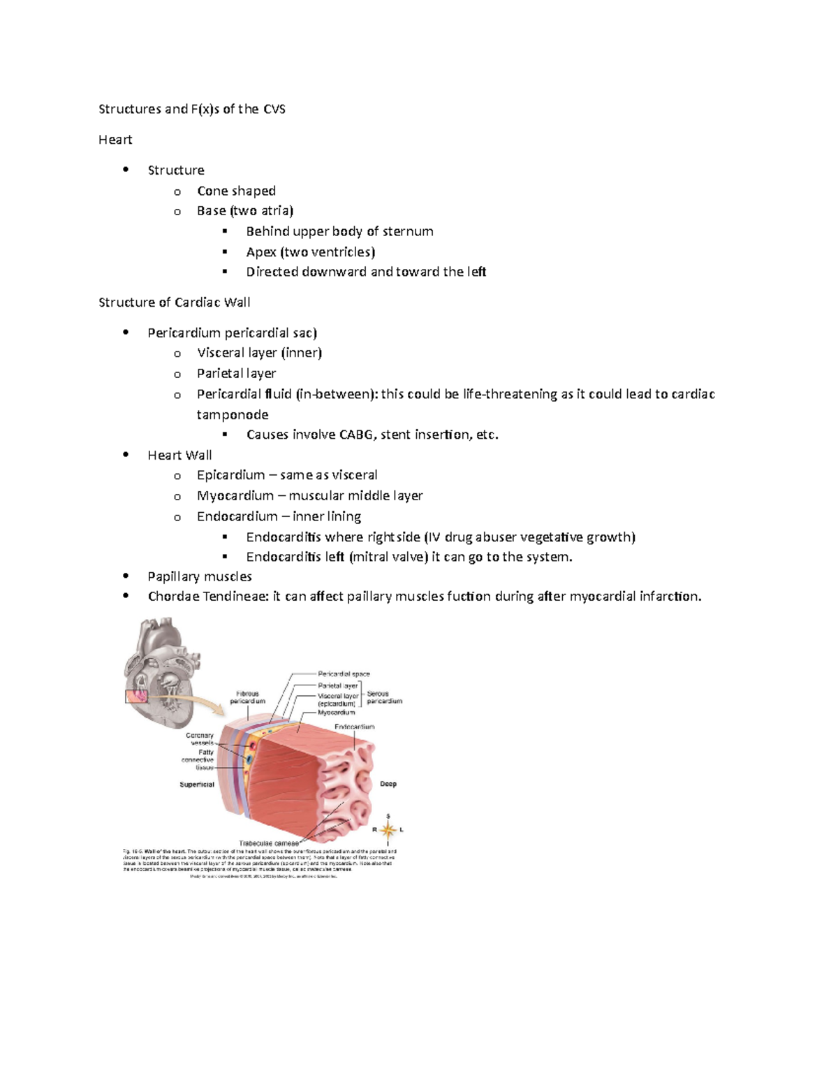Pre req - Cardiac notes - Structures and F(x)s of the CVS Heart ...