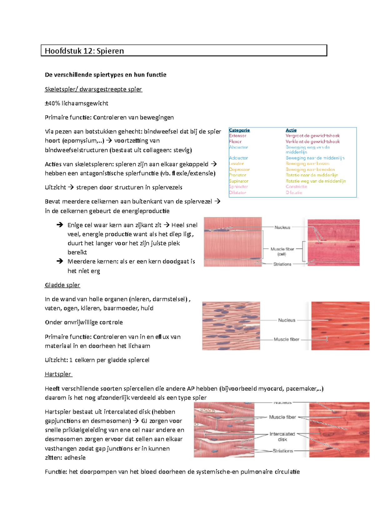 Spieren samenvatting - Hoofdstuk 12: Spieren De verschillende ...