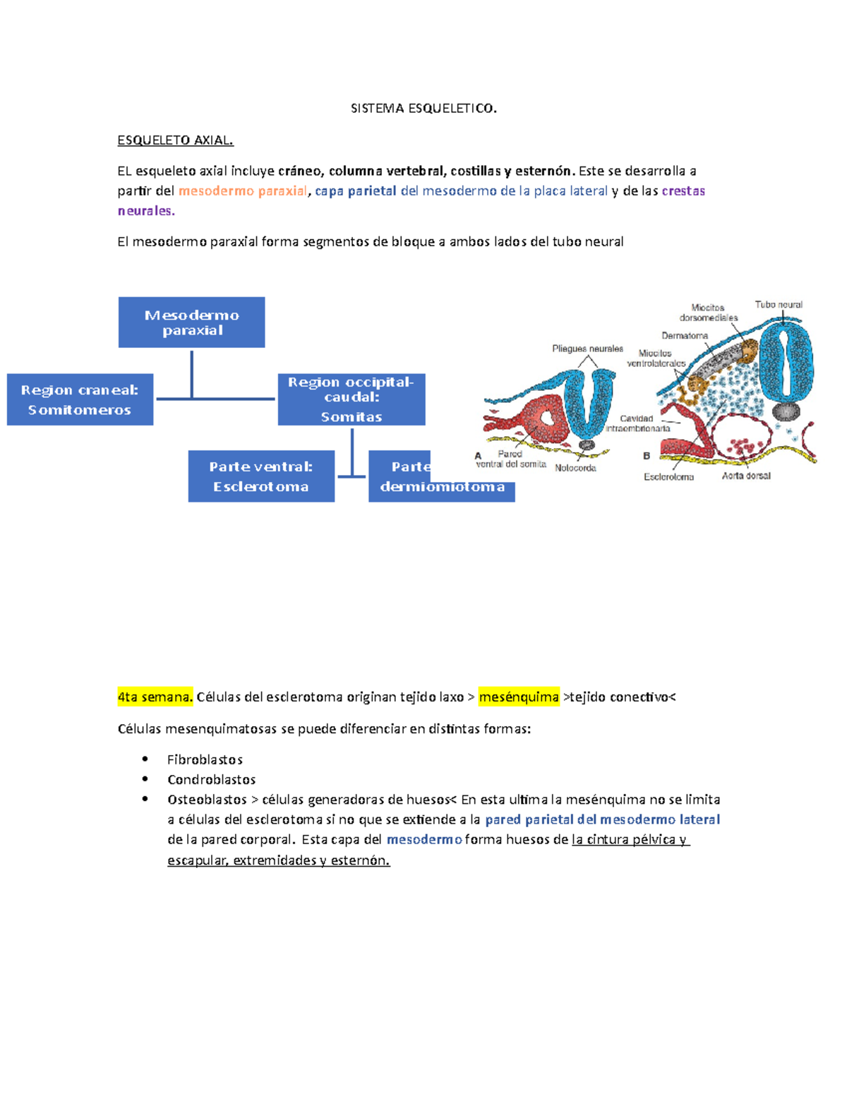 Resumen de la Embriología del Sistema Esquelético - Mesodermo paraxial ...