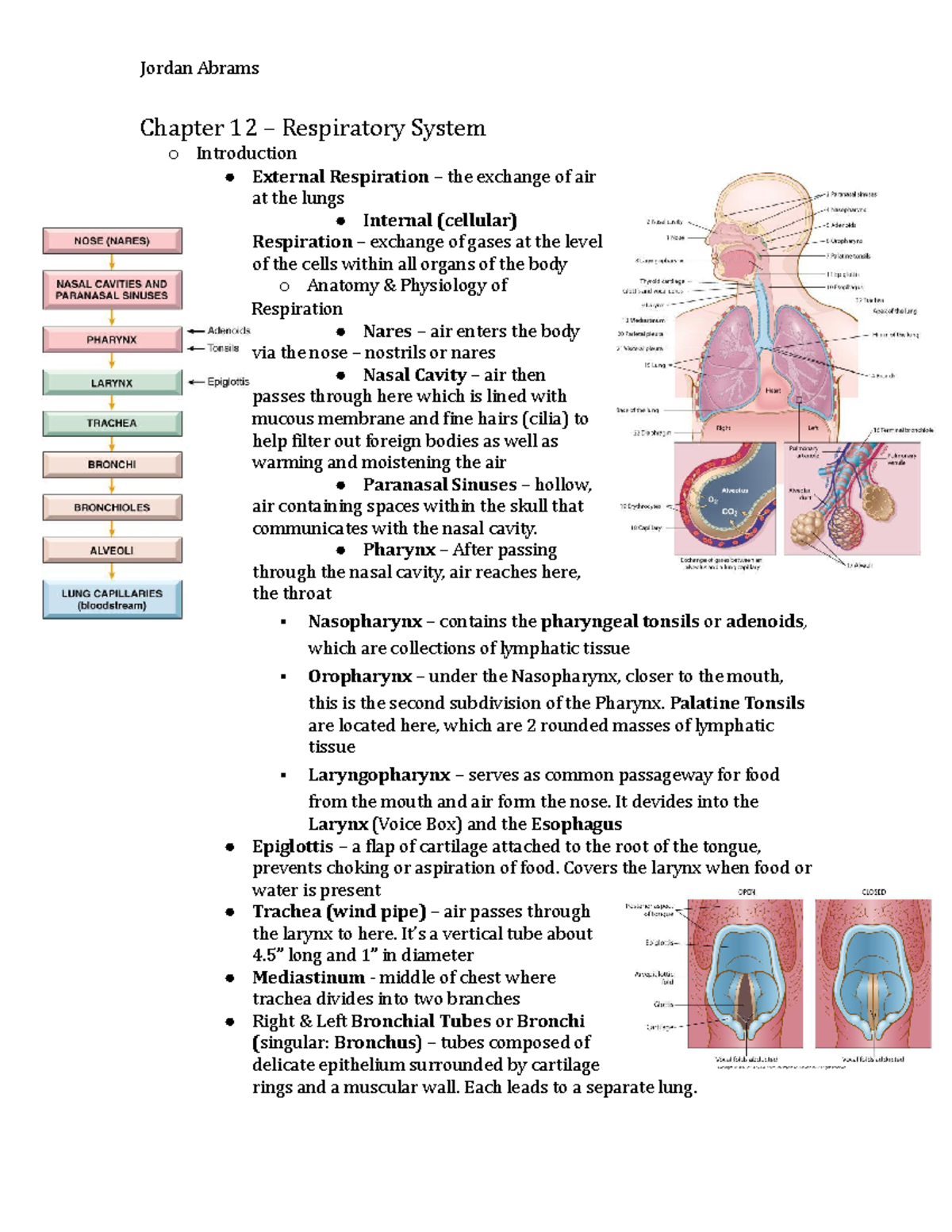 MEDT200 Chapter 12 - Respiratory System - Chapter 12 – Respiratory ...