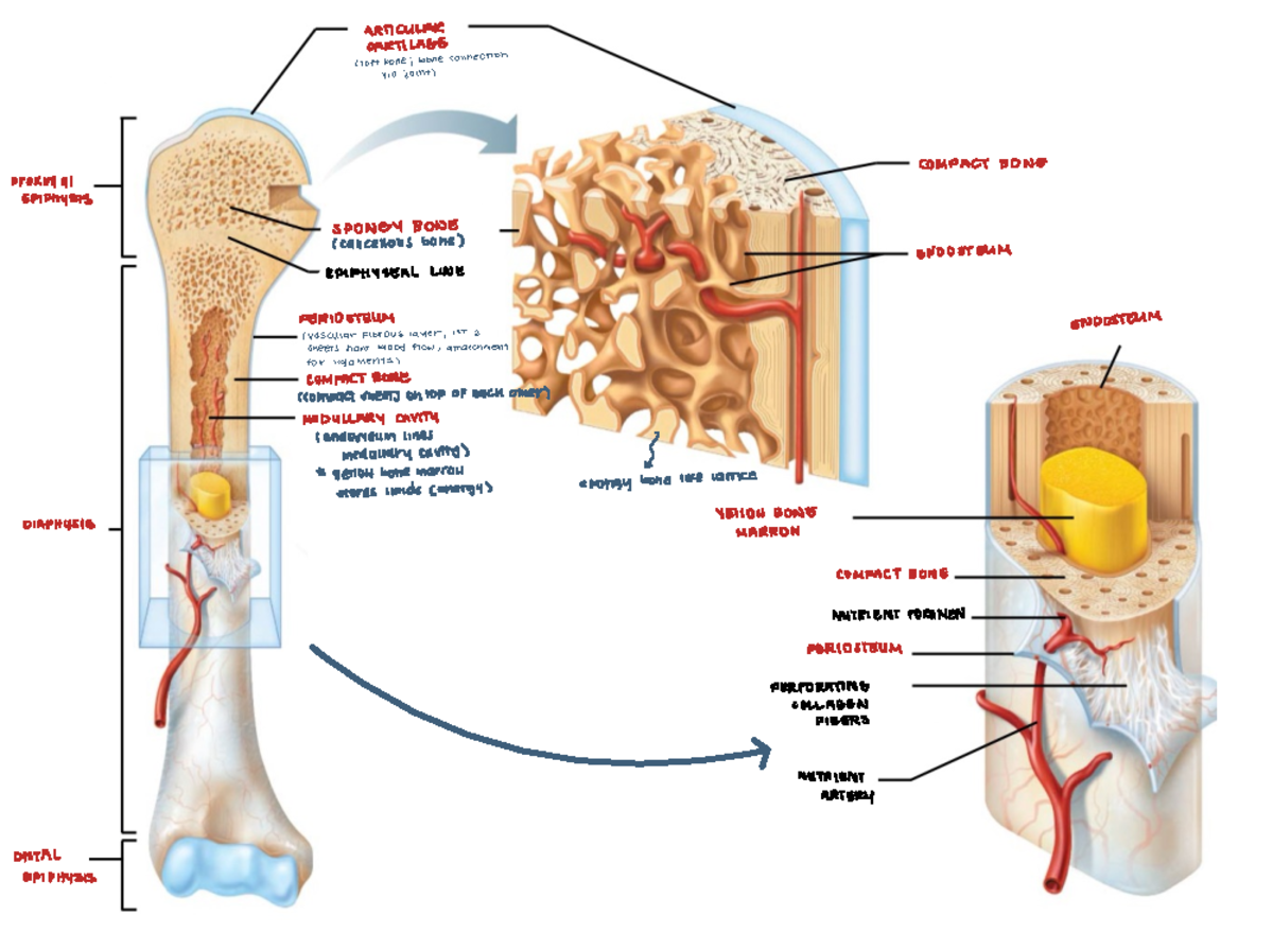 Long Bone Anatomy - Notes - ARRCULAR CARTILADE soft bone ; bone ...