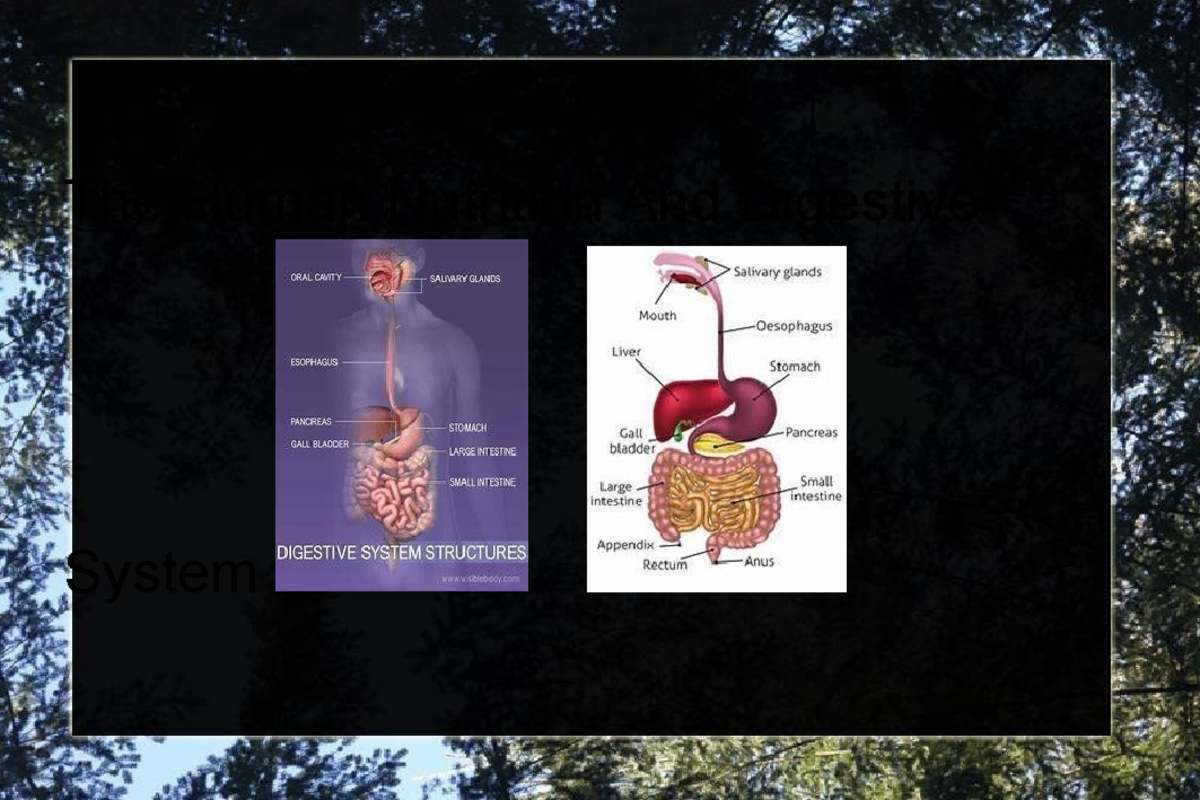 Unit 7 Presentation Resmitt 2406625 785now - The Human Nutrition And ...