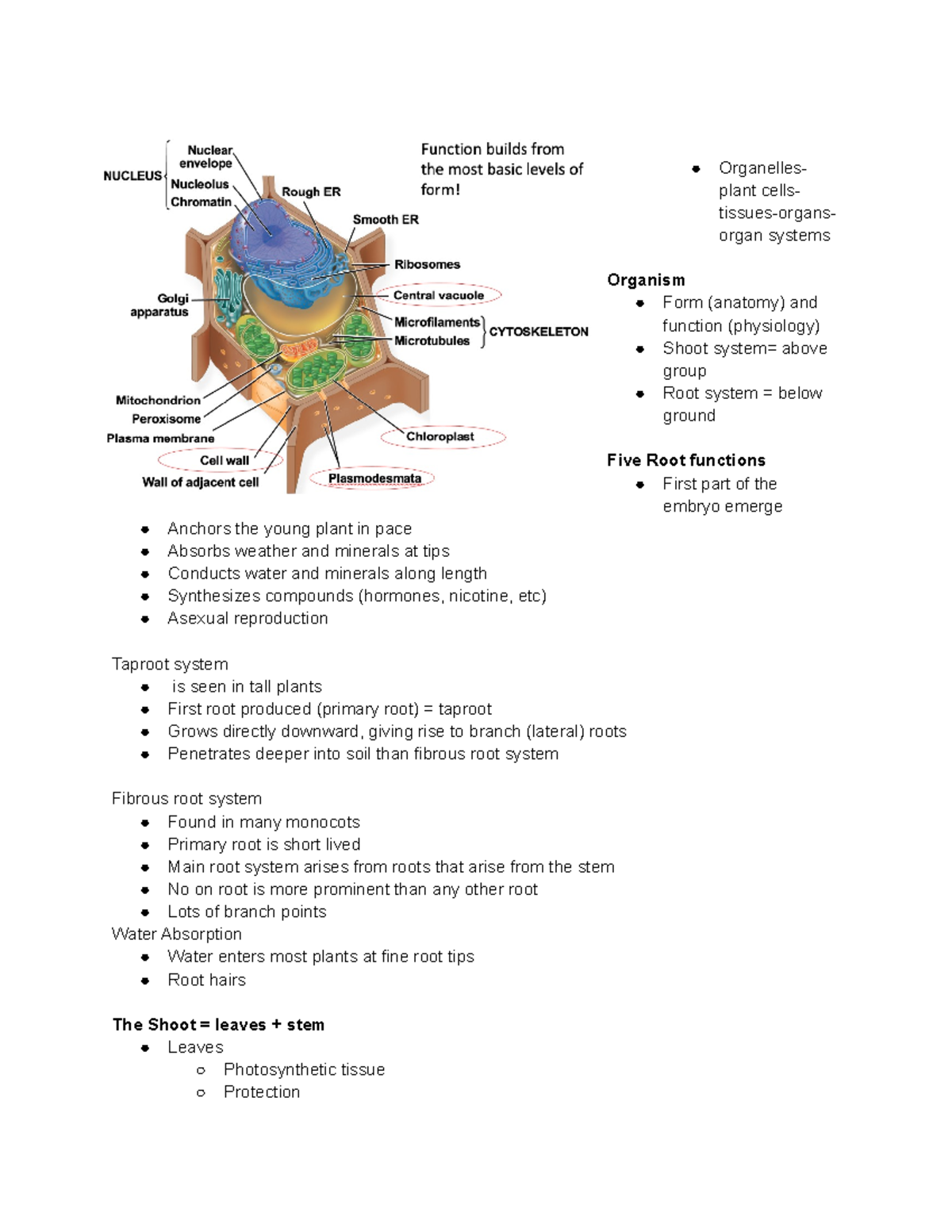Plant form and Function - Organelles- plant cells- tissues-organs ...
