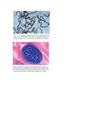 Heterakis gallinarum - Presentación - Heterakis gallinarum Morfología ...