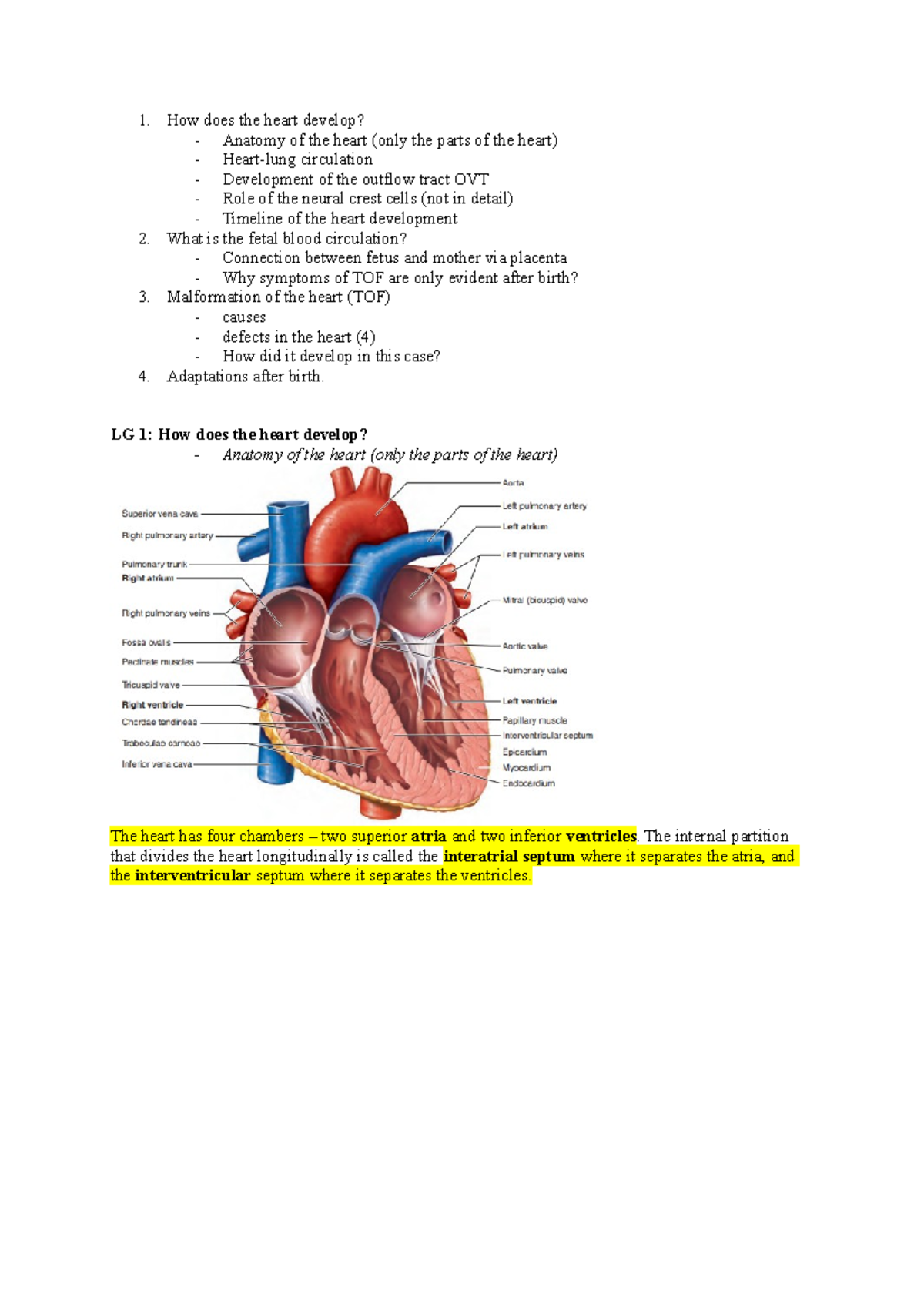 Case 11 heart development - How does the heart develop? Anatomy of the ...