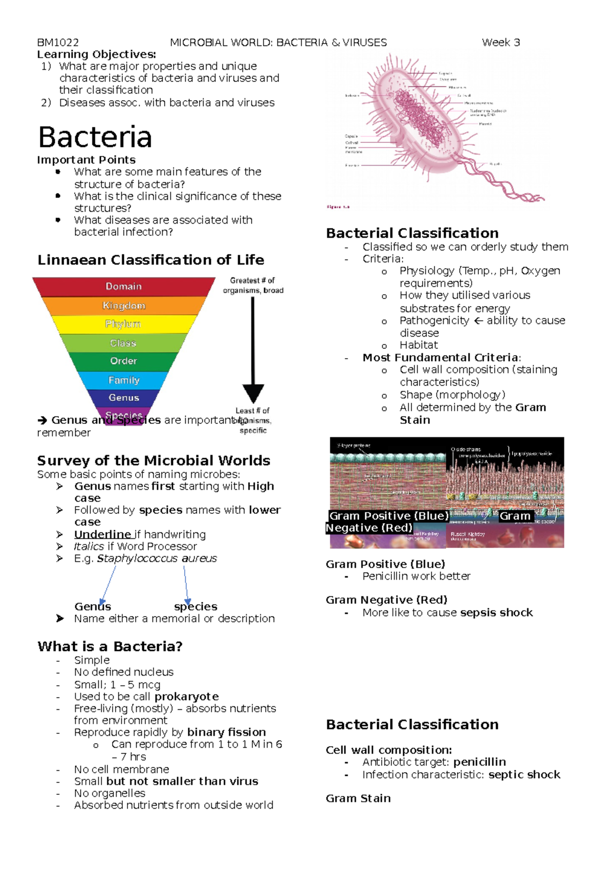 Lec 3 Bacteria & Viruses - BM1022 MICROBIAL WORLD: BACTERIA VIRUSES ...