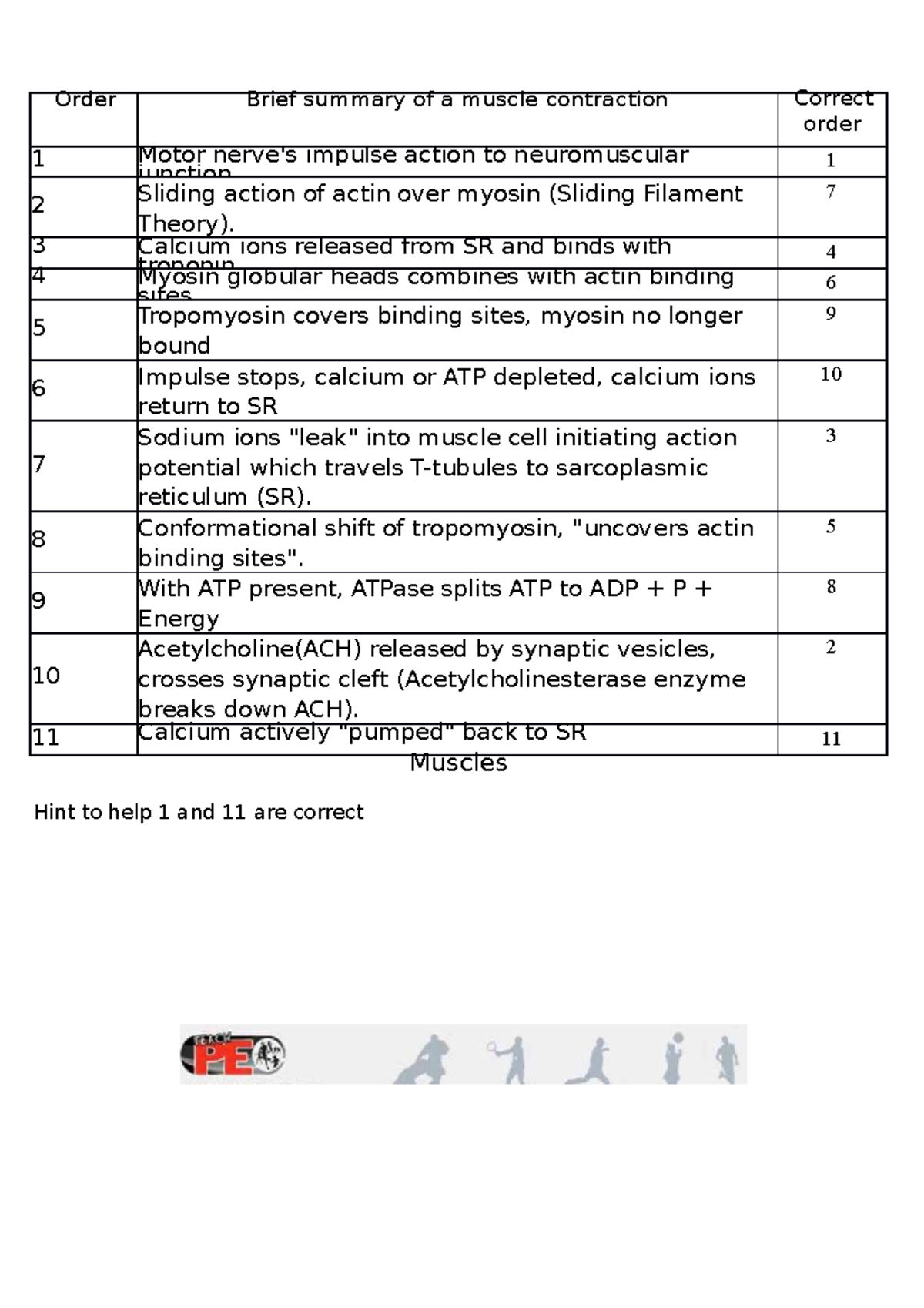 Summary of a muscle contraction to put in correct order Answers - BIOL ...