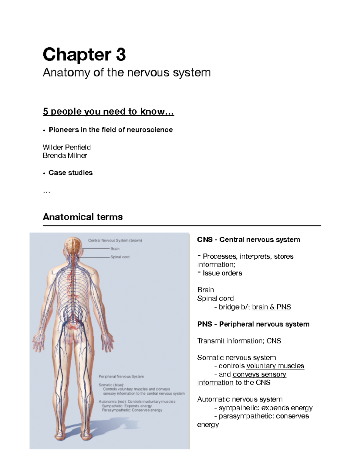 3213 chapter 3 course/textbook note - Chapter 3 Anatomy of the nervous ...
