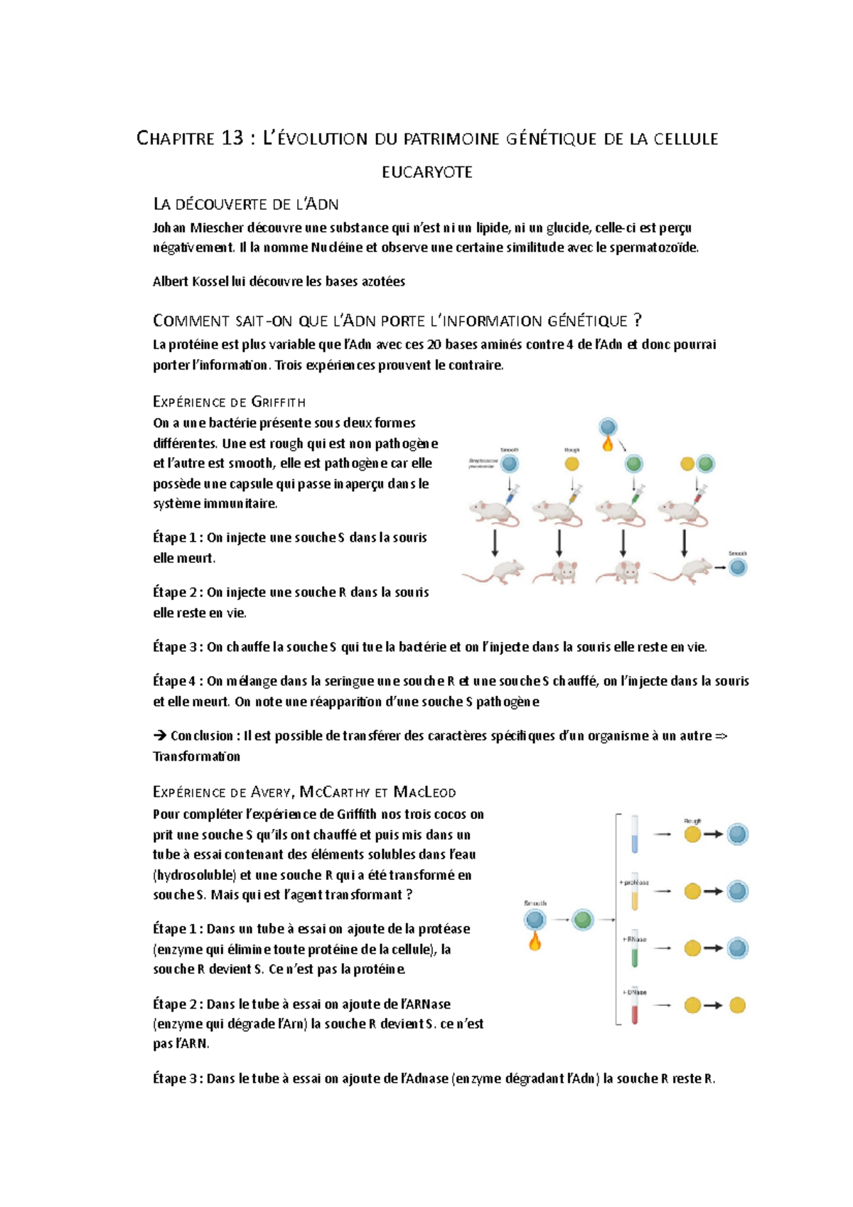 Chapitre 13 - cours de biologie Q2 - CHAPITRE 13 : L’ÉVOLUTION DU PATRIMOINE GÉNÉTIQUE DE LA ...