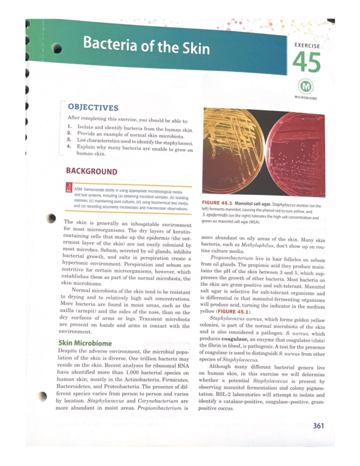 Bacteria of the Skin - BIO3L - Studocu