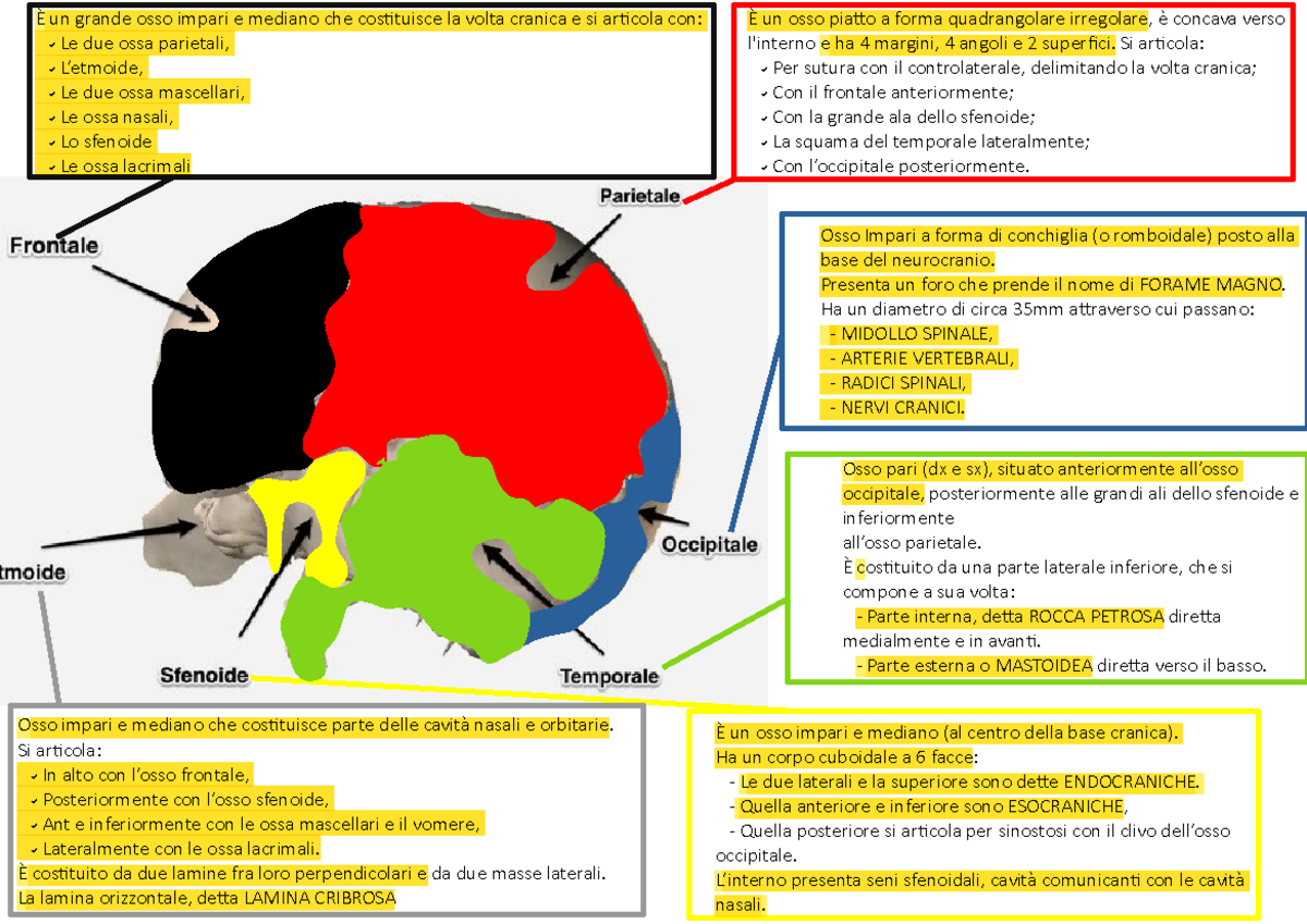 Ossa cranio (neurocranio-splancnocranio) - Osso Impari a forma di conchiglia (o romboidale ...