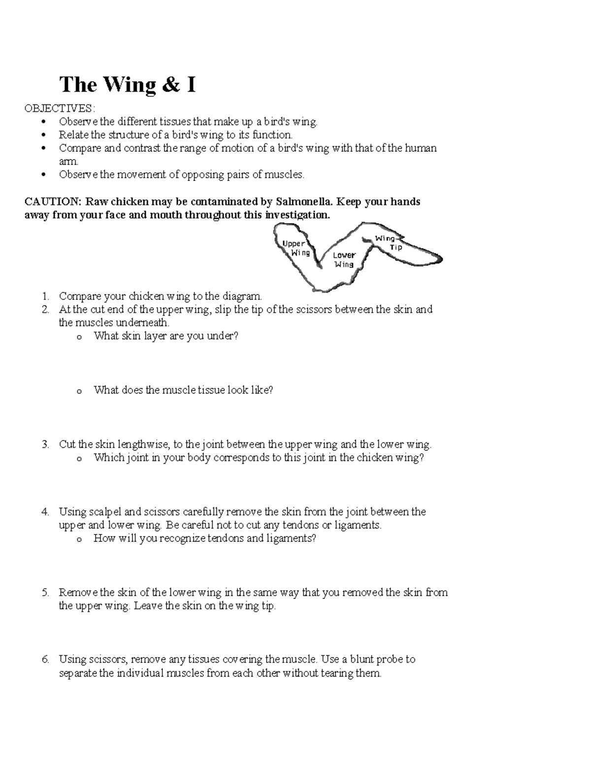A P Chicken Wing dissection student info sheet - The Wing & I ...