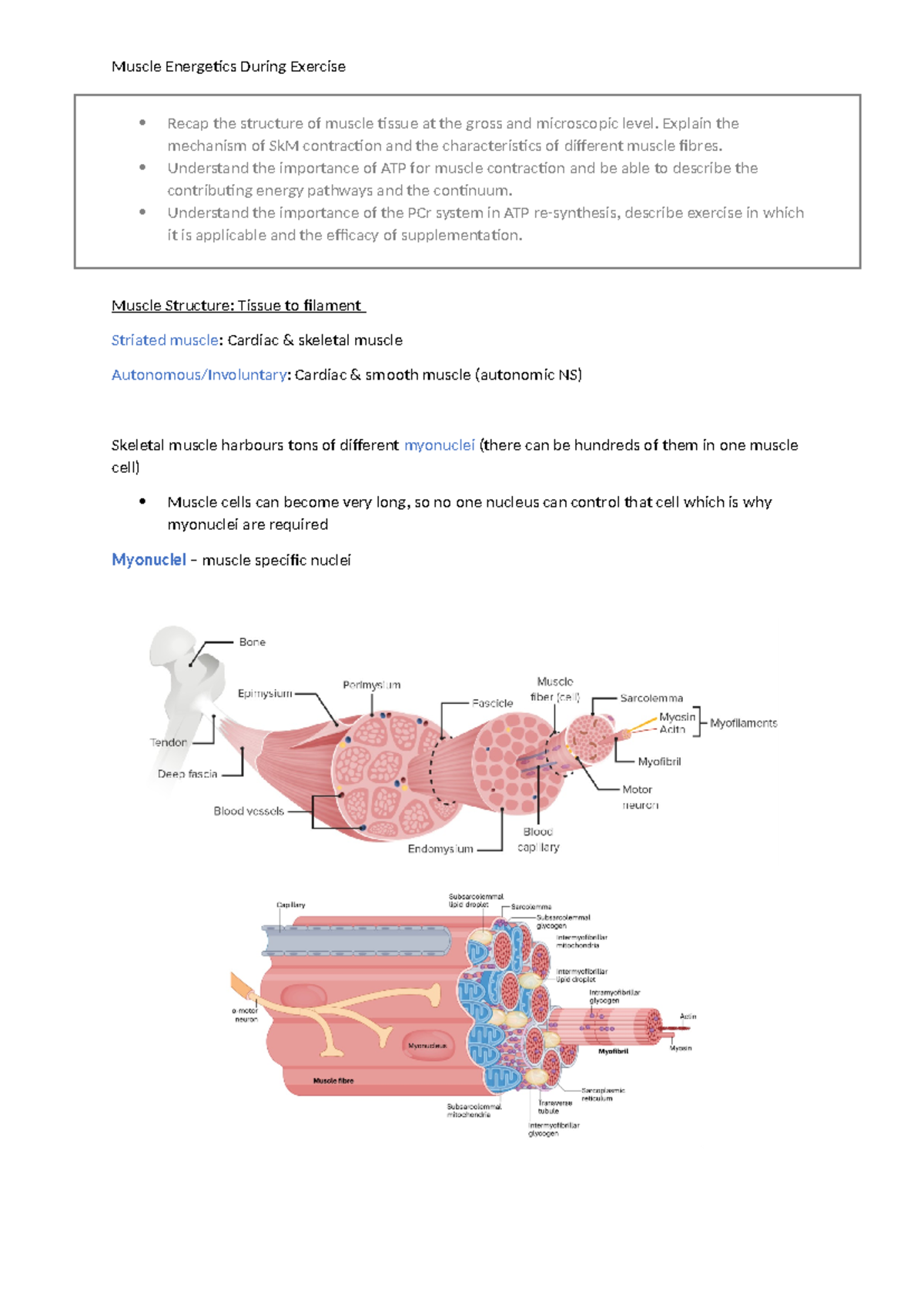 L1 - Muscle Energetics During Exercise - Recap the structure of muscle ...
