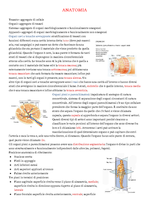 Apparato Urinario - Schemi di anatomia - APPARATO URINARIO RENI Due ...