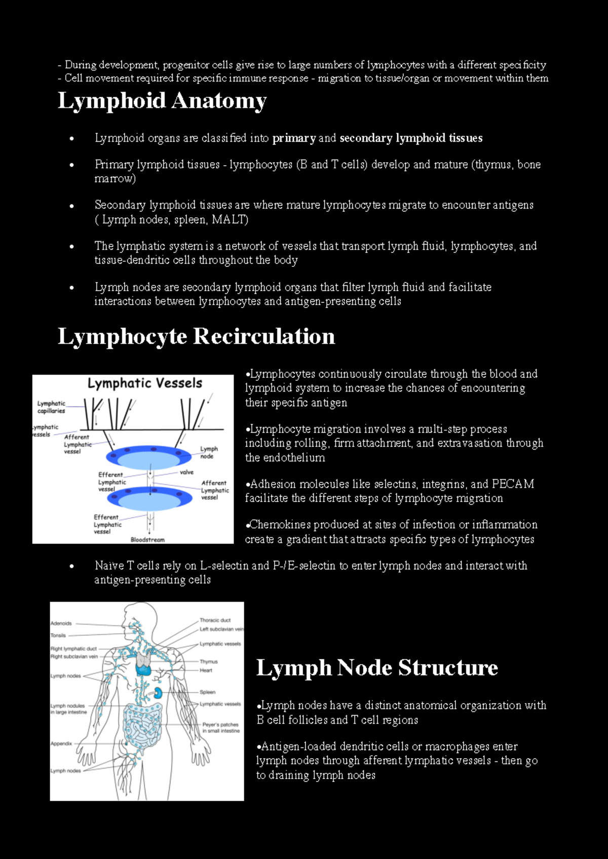 Im lec 5 - During development, progenitor cells give rise to large ...