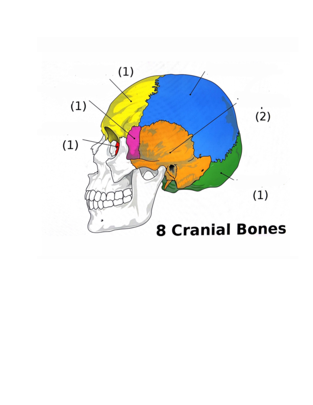 Bones- Labeling - Practice Notes for Midterm exam - (1) (1) (2) (1) (1 ...