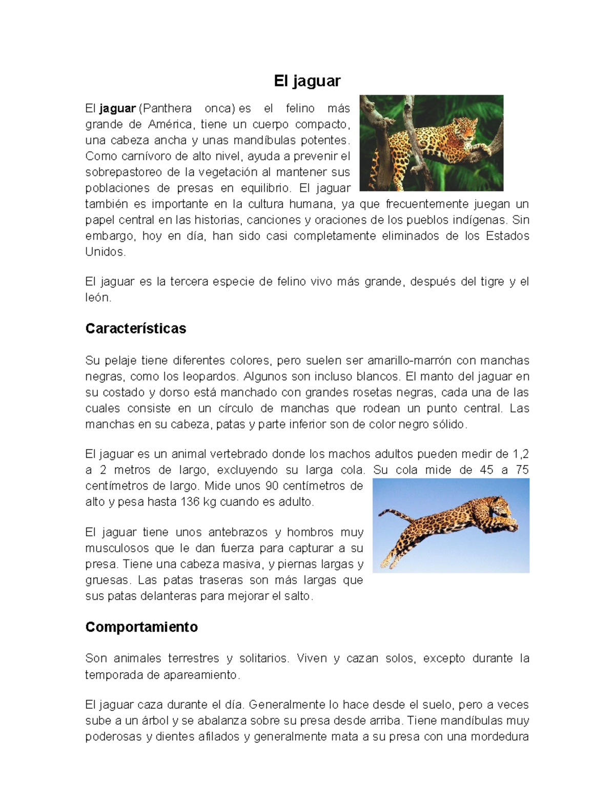 El jaguar - Actividad para tercer grado - El jaguar El jaguar (Panthera ...