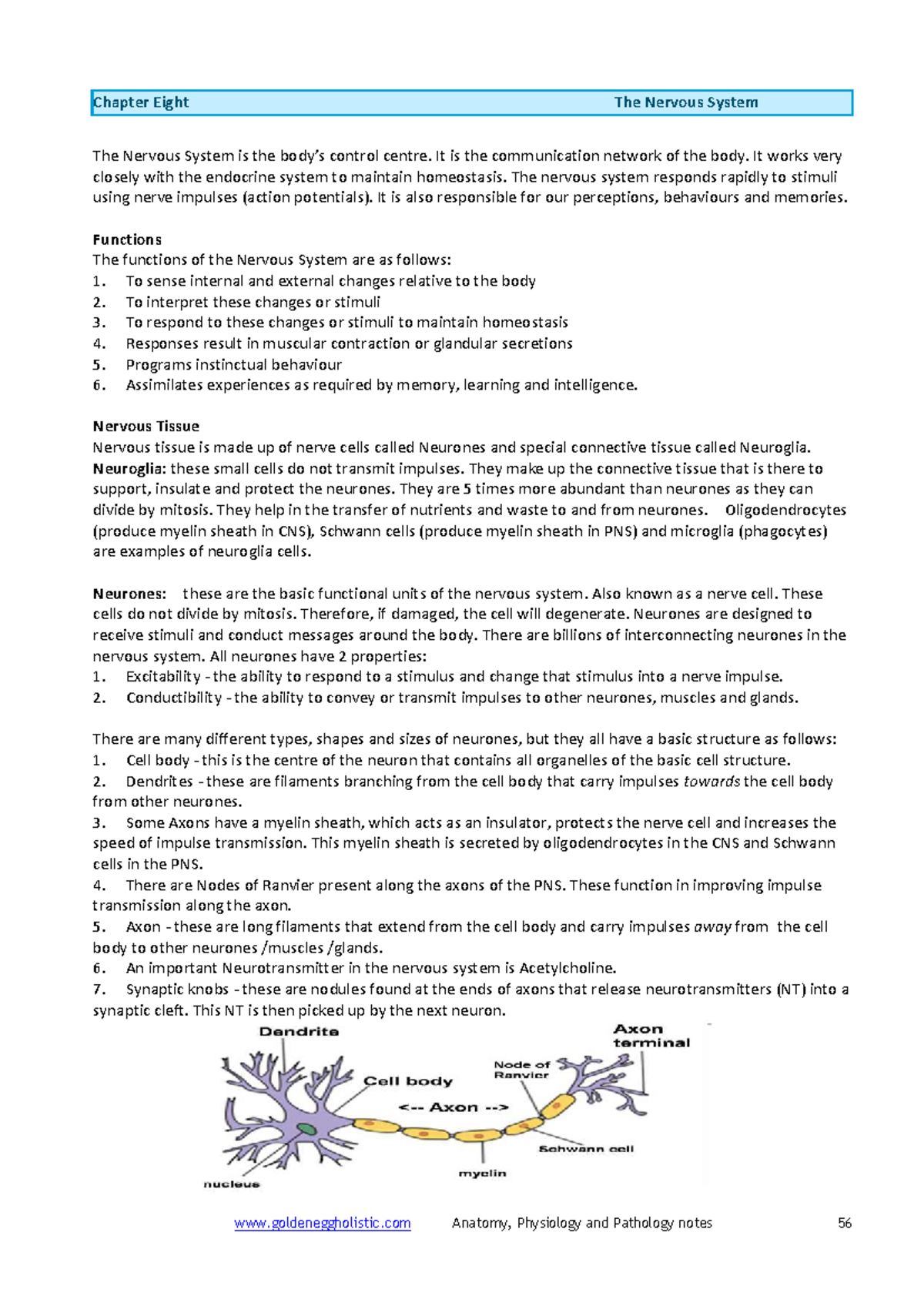 The Nervous System Notes - Chapter Eight The Nervous System The Nervous ...