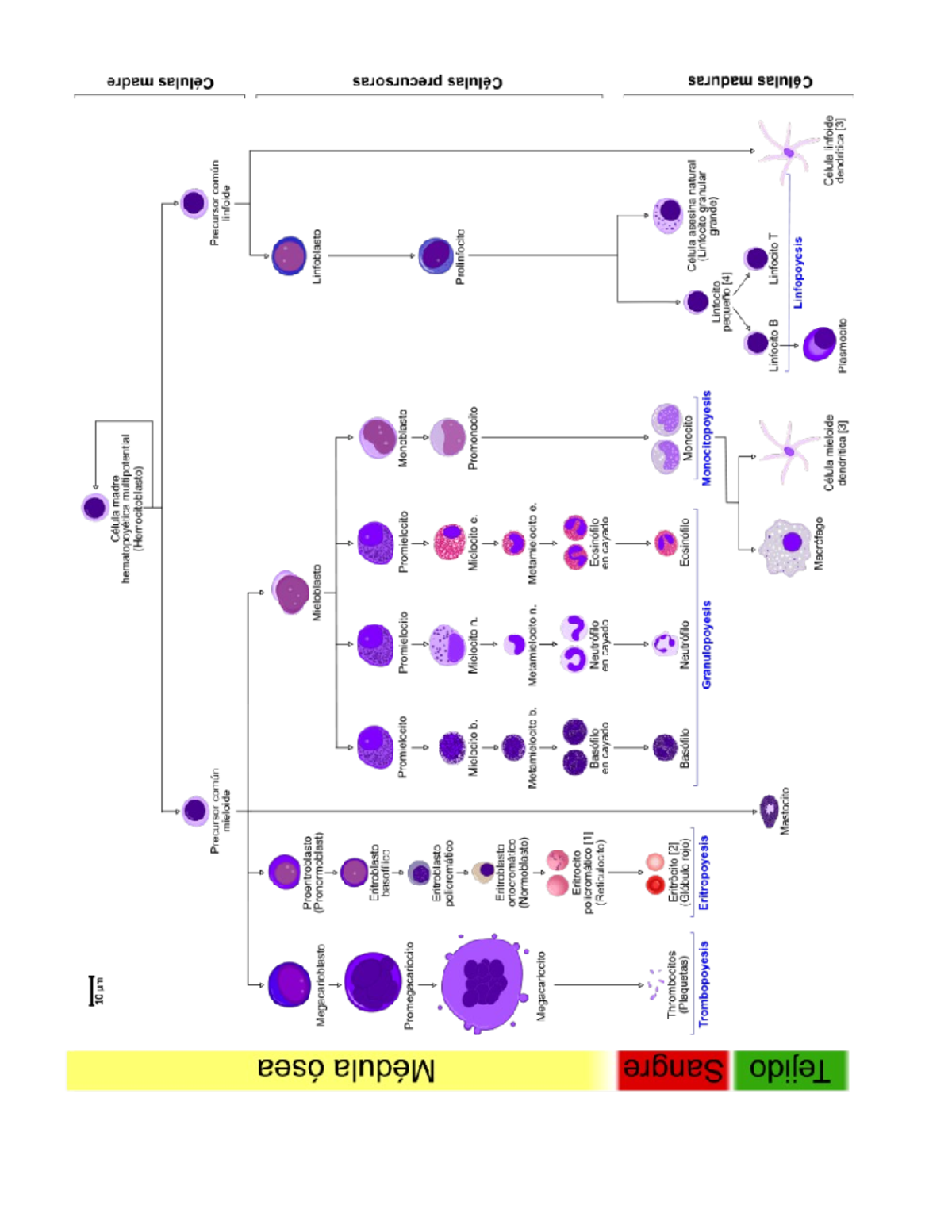 Imprimir celulas - 10 um Célula madre hematopoyética multipotential ...